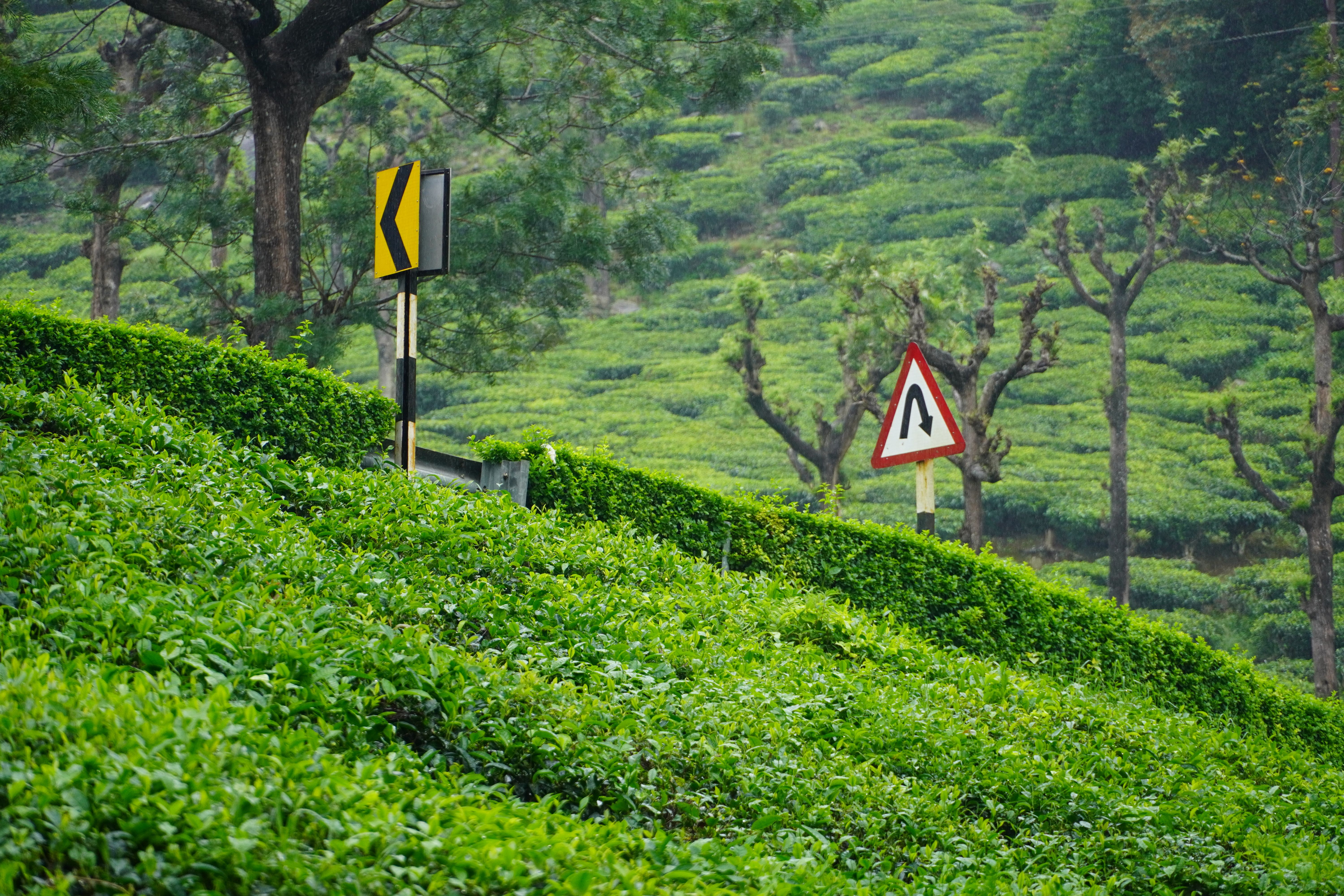Scenic Tea Plantation Landscape in Valparai, India · Free Stock Photo