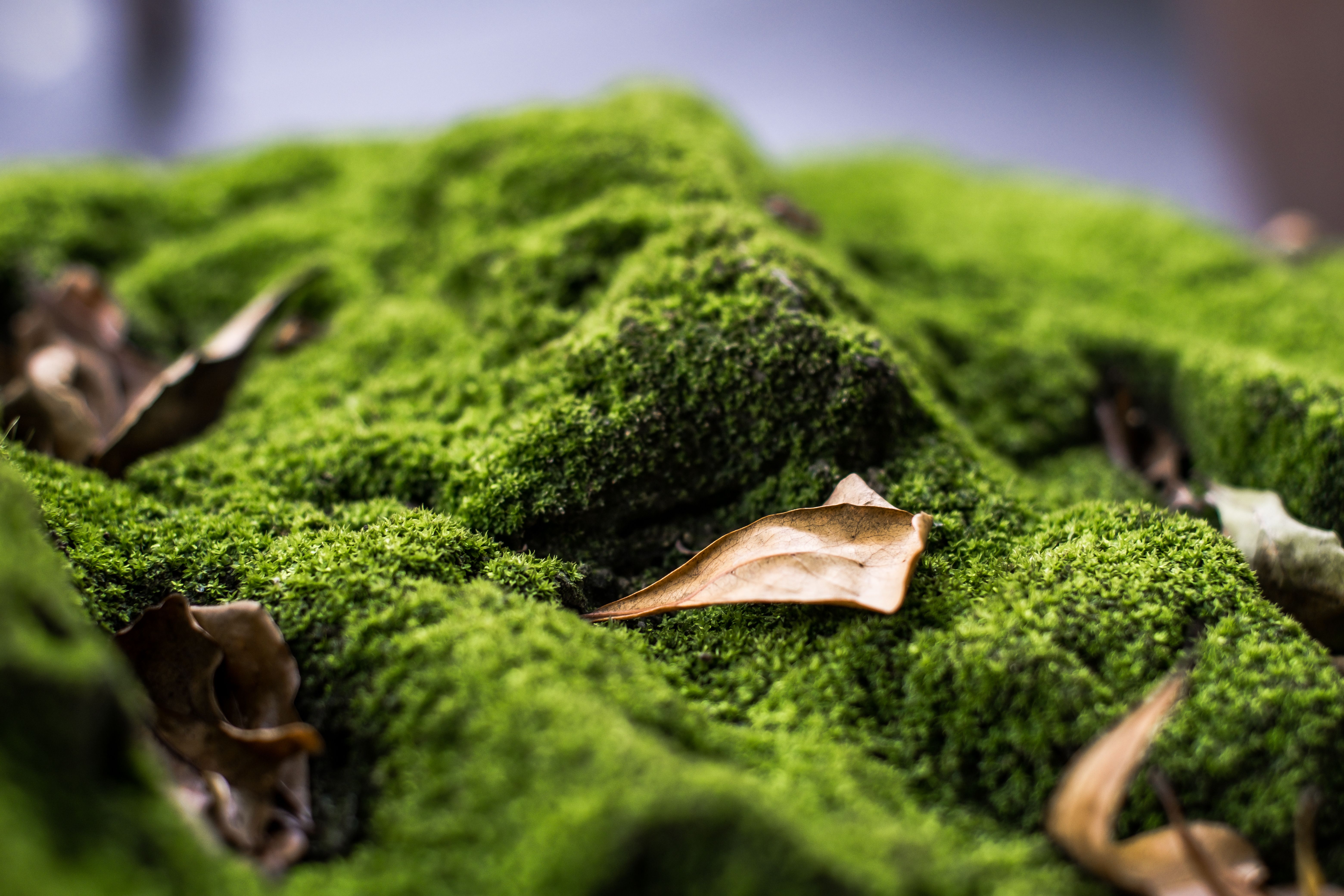 Soft Moss Green Photos, Download The BEST Free Soft Moss Green Stock ...
