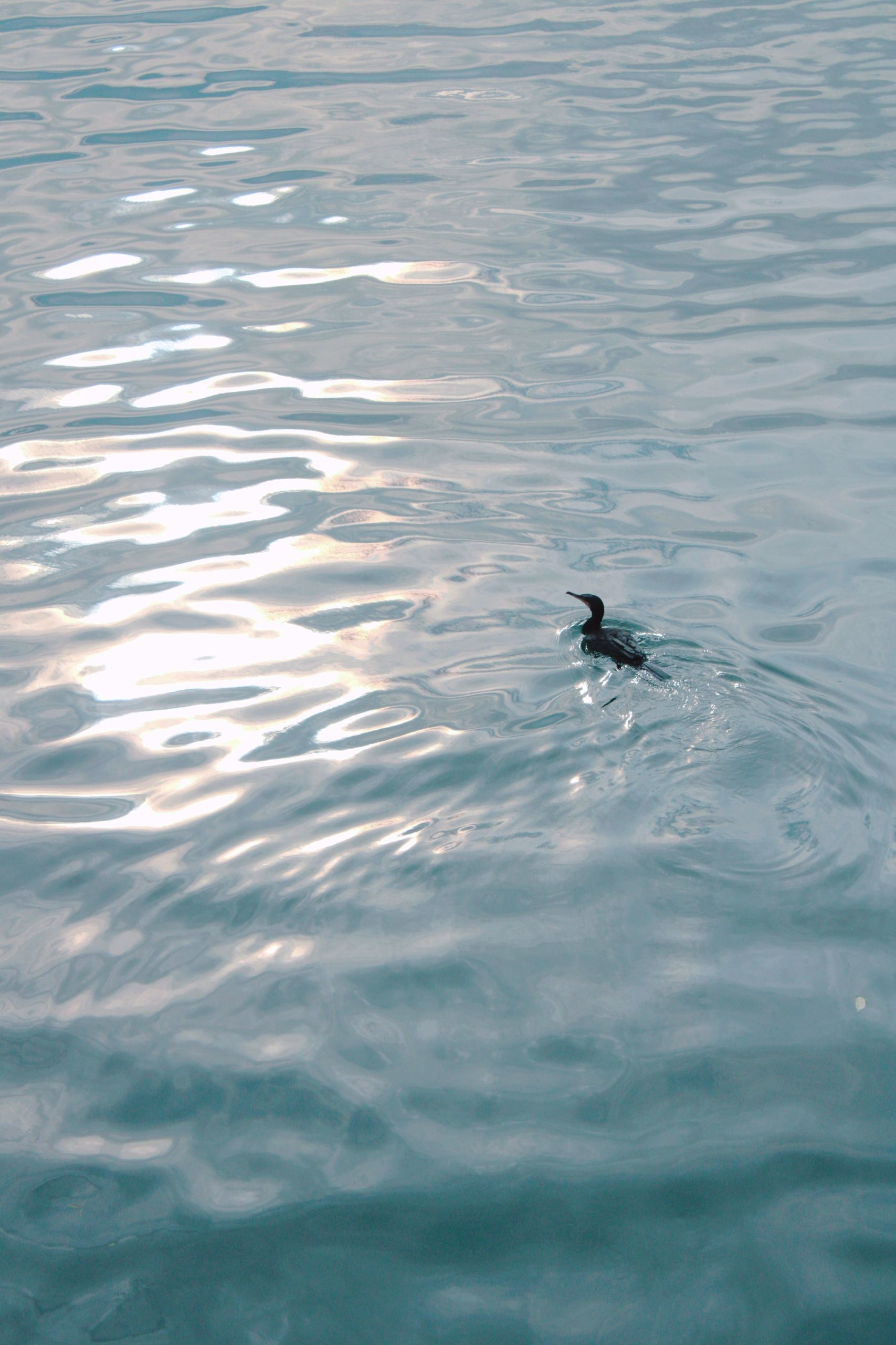 A Black Plastic Trash Bag Floating in the Water · Free Stock Photo