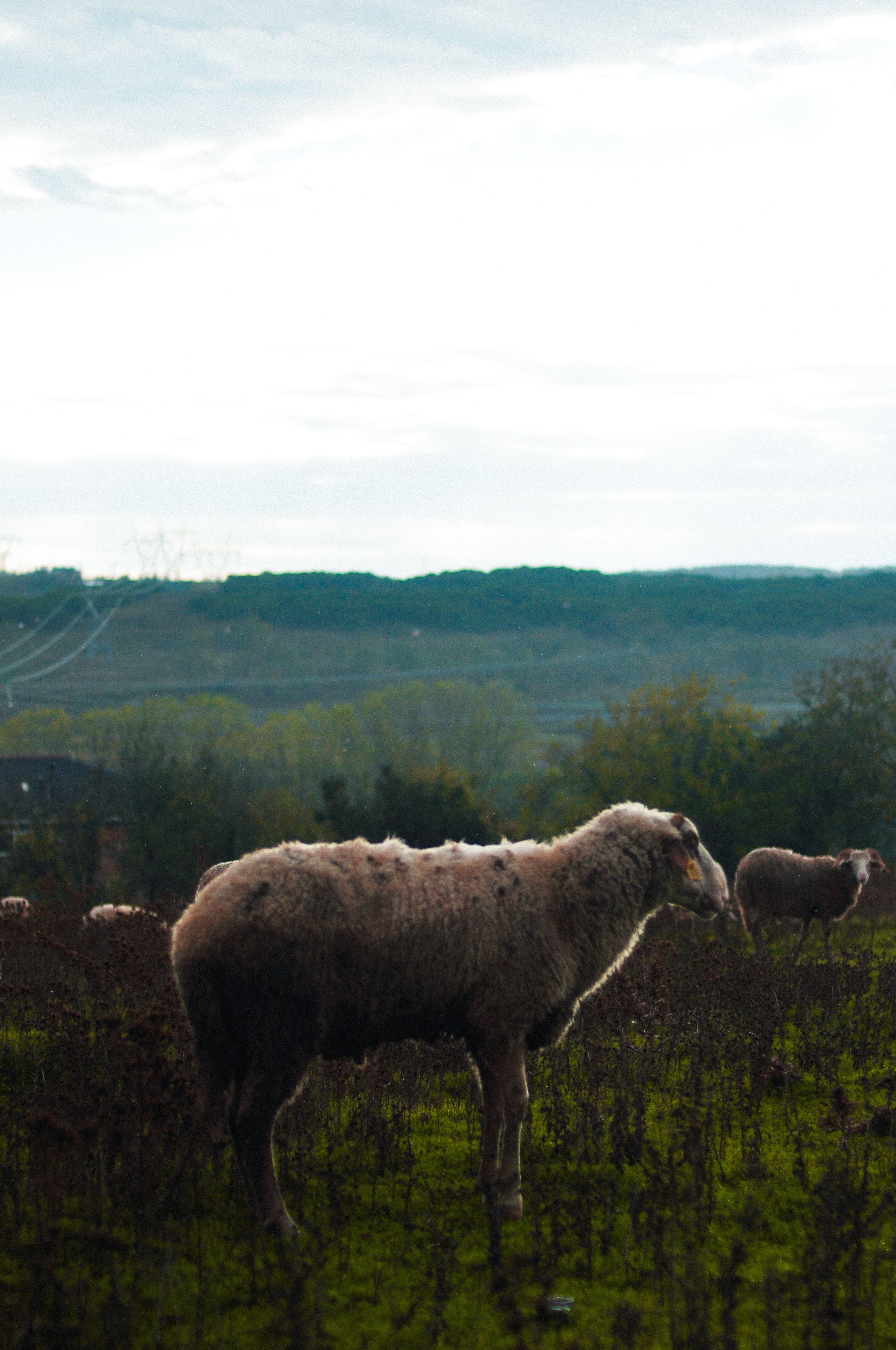 Sheep Cube Photos, Download The BEST Free Sheep Cube Stock Photos & HD ...