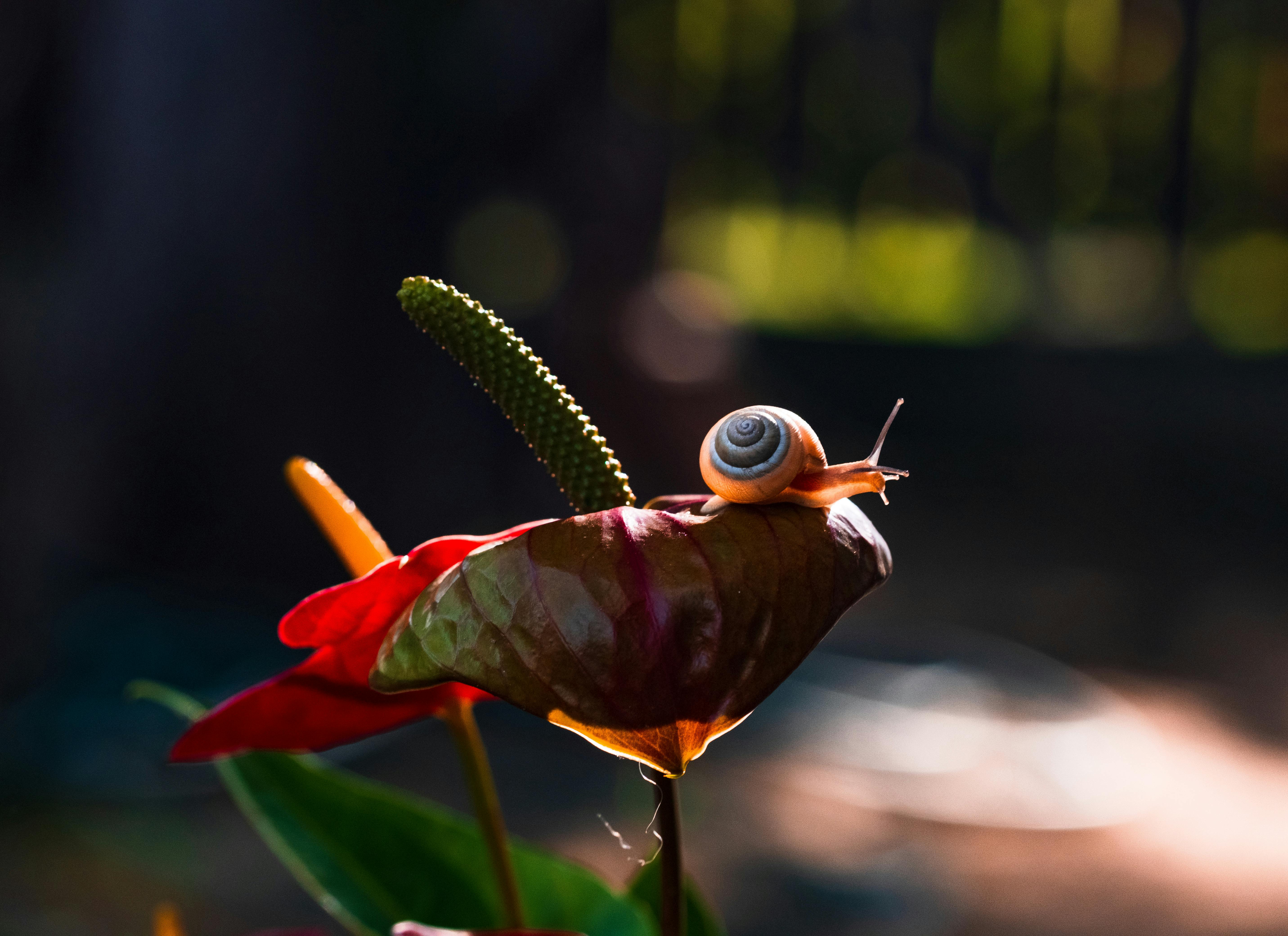 Therian Animals Photos, Download The BEST Free Therian Animals Stock ...