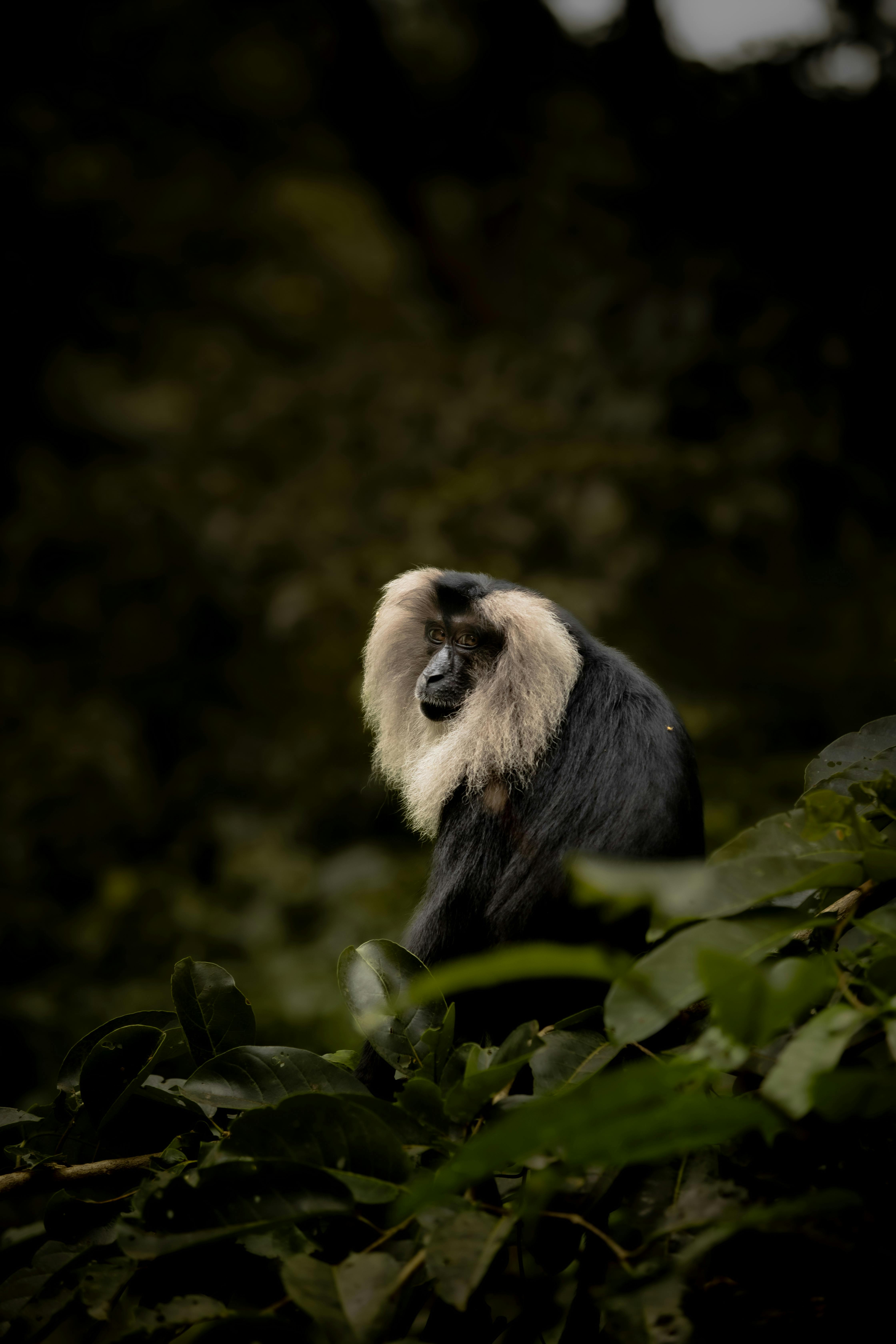 Therian Animals Photos, Download The BEST Free Therian Animals Stock ...