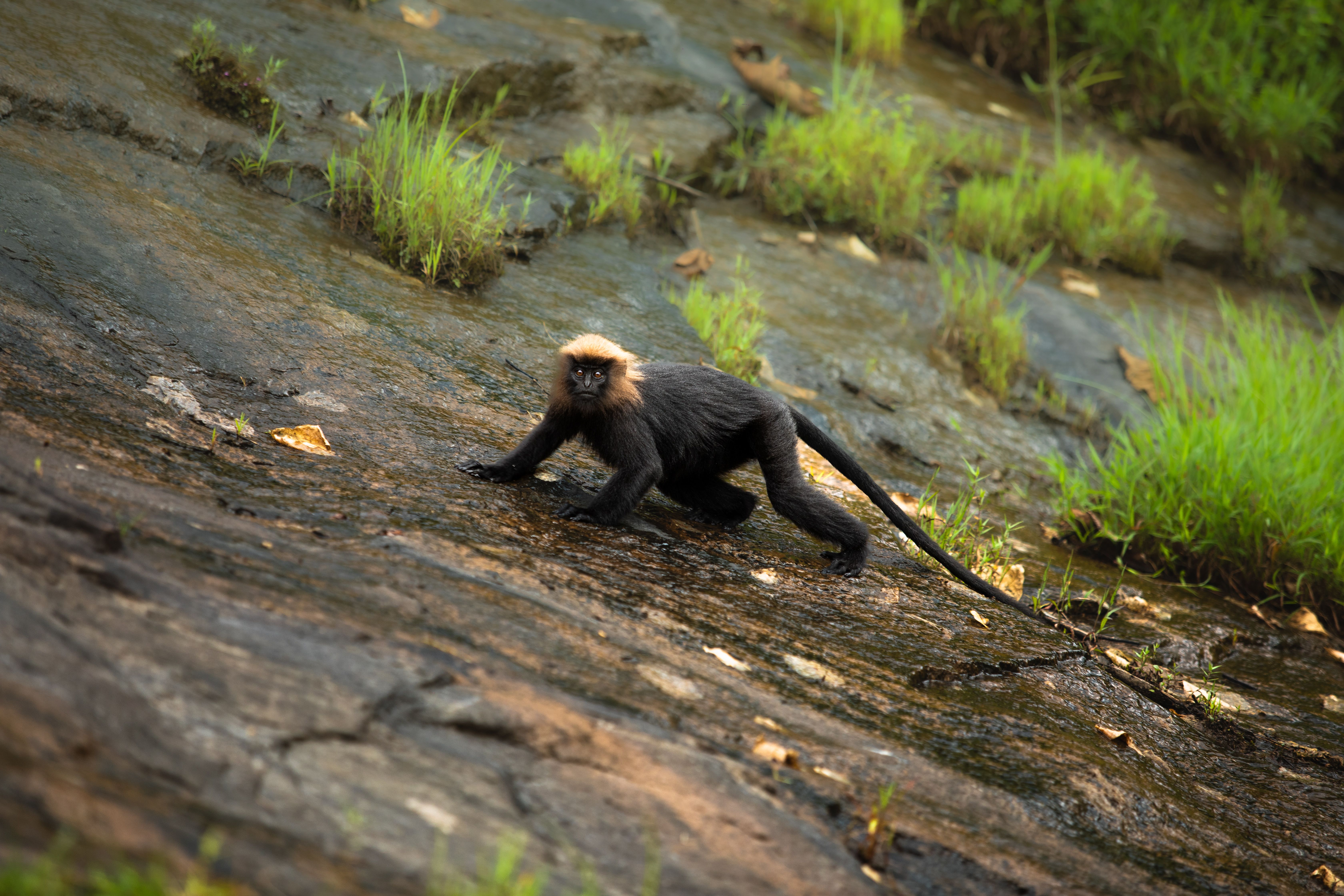 Monkey And Lion Photos, Download The BEST Free Monkey And Lion Stock ...