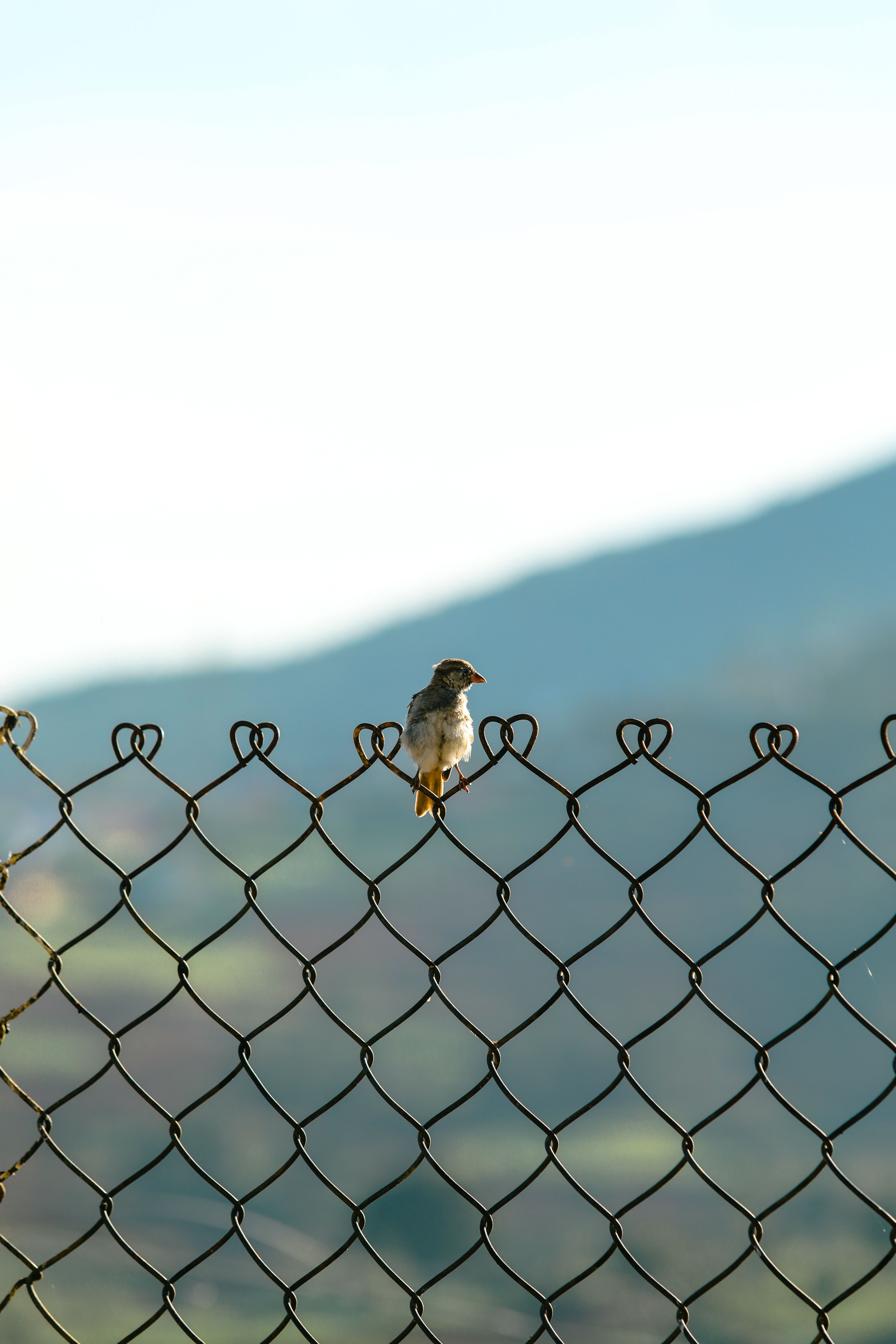 Small Bird Perched on a Chain-Link Fence · Free Stock Photo