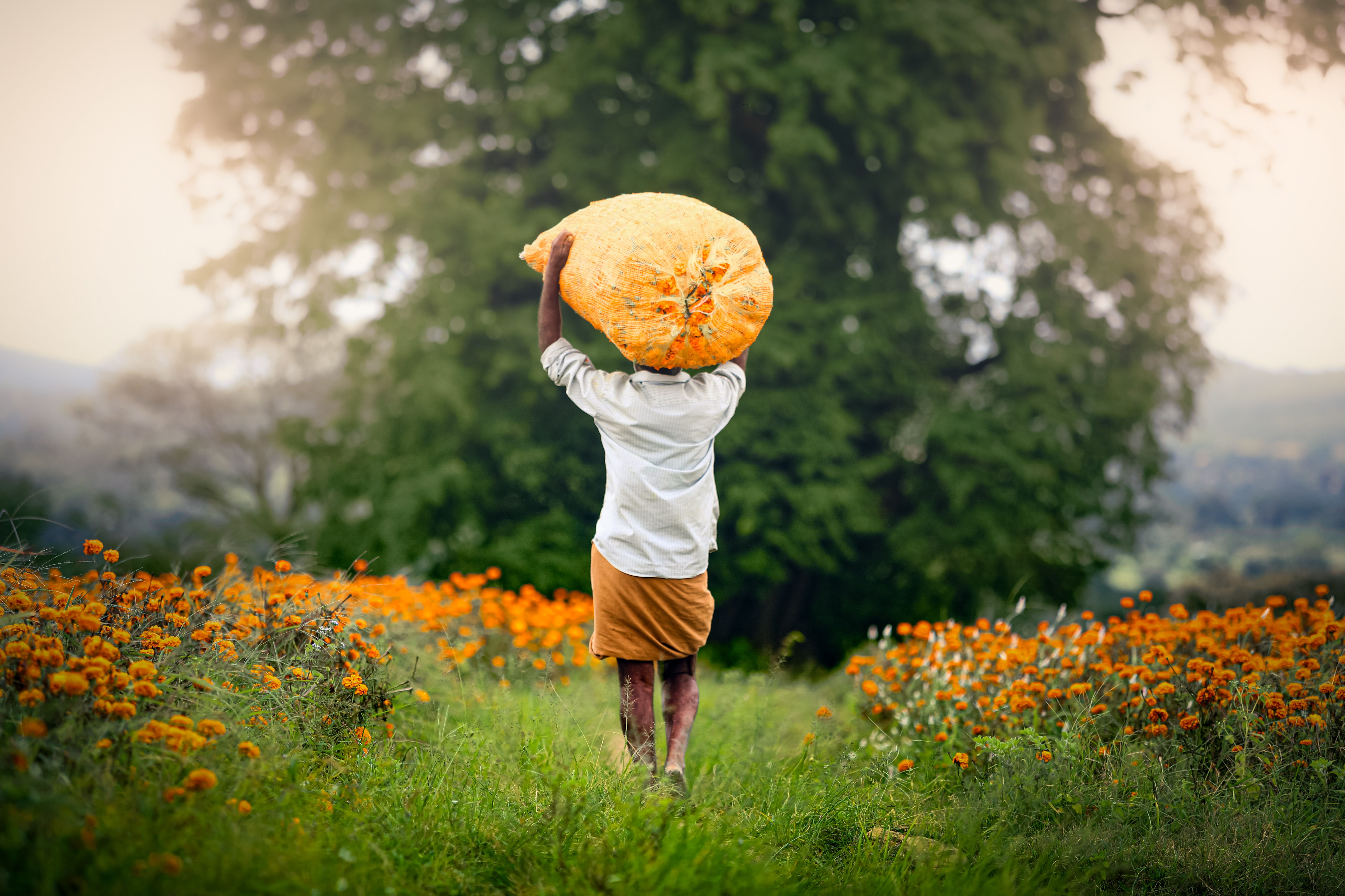 Flower Farming Ethical Harvest Sustainable Agriculture Flowers Photos ...