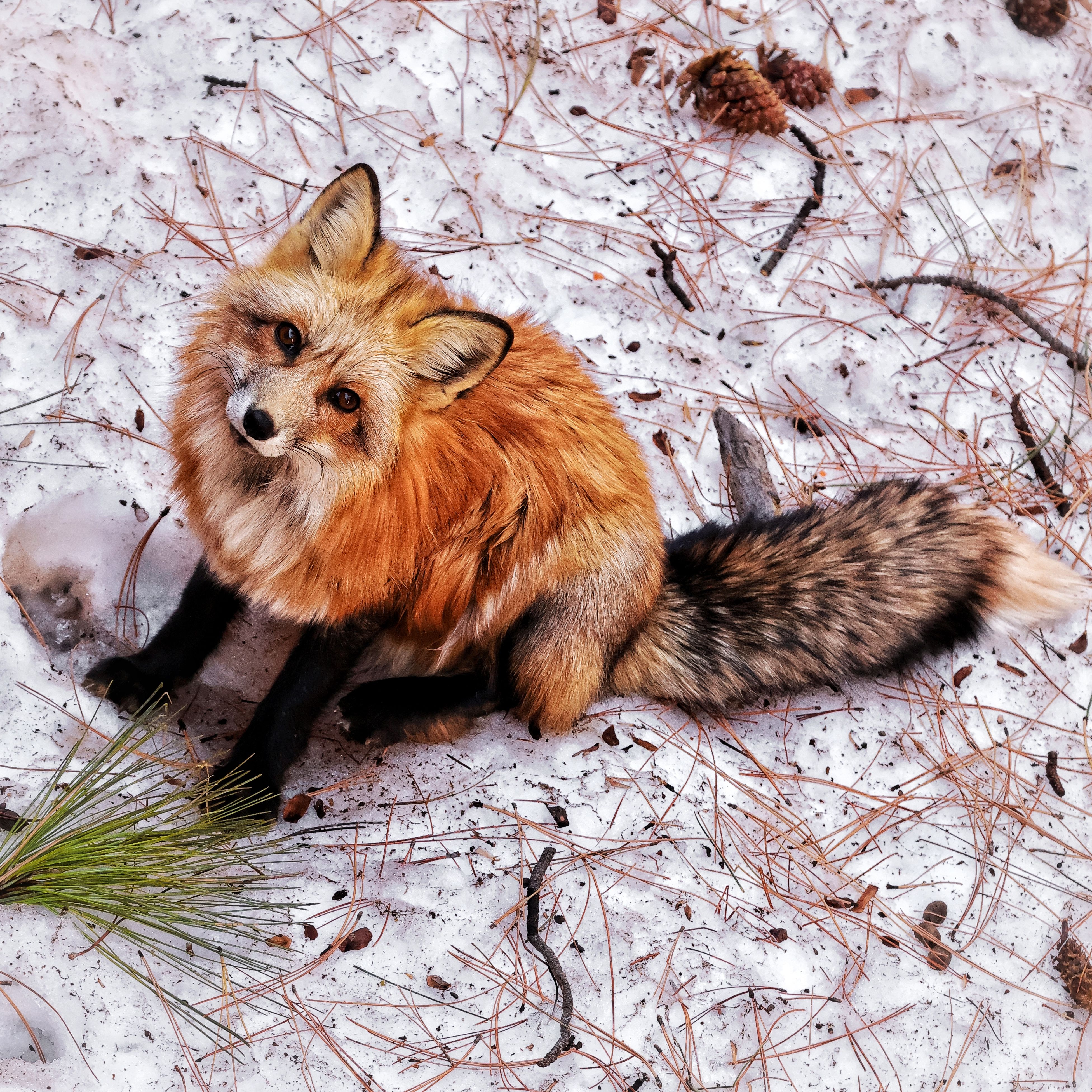Red Fox Photos, Download The BEST Free Red Fox Stock Photos & HD Images