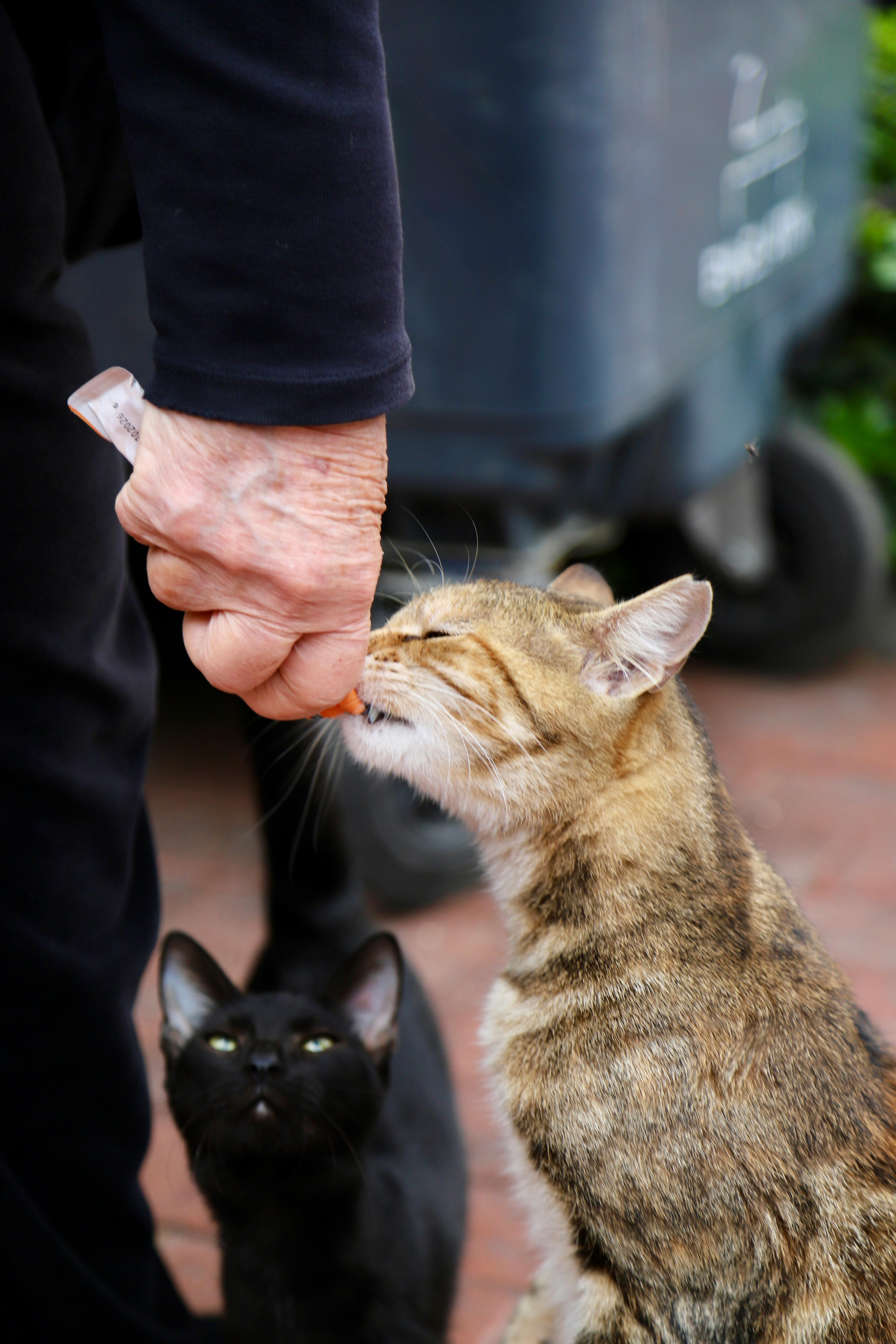 Kindness Photos, Download The BEST Free Kindness Stock Photos & HD Images