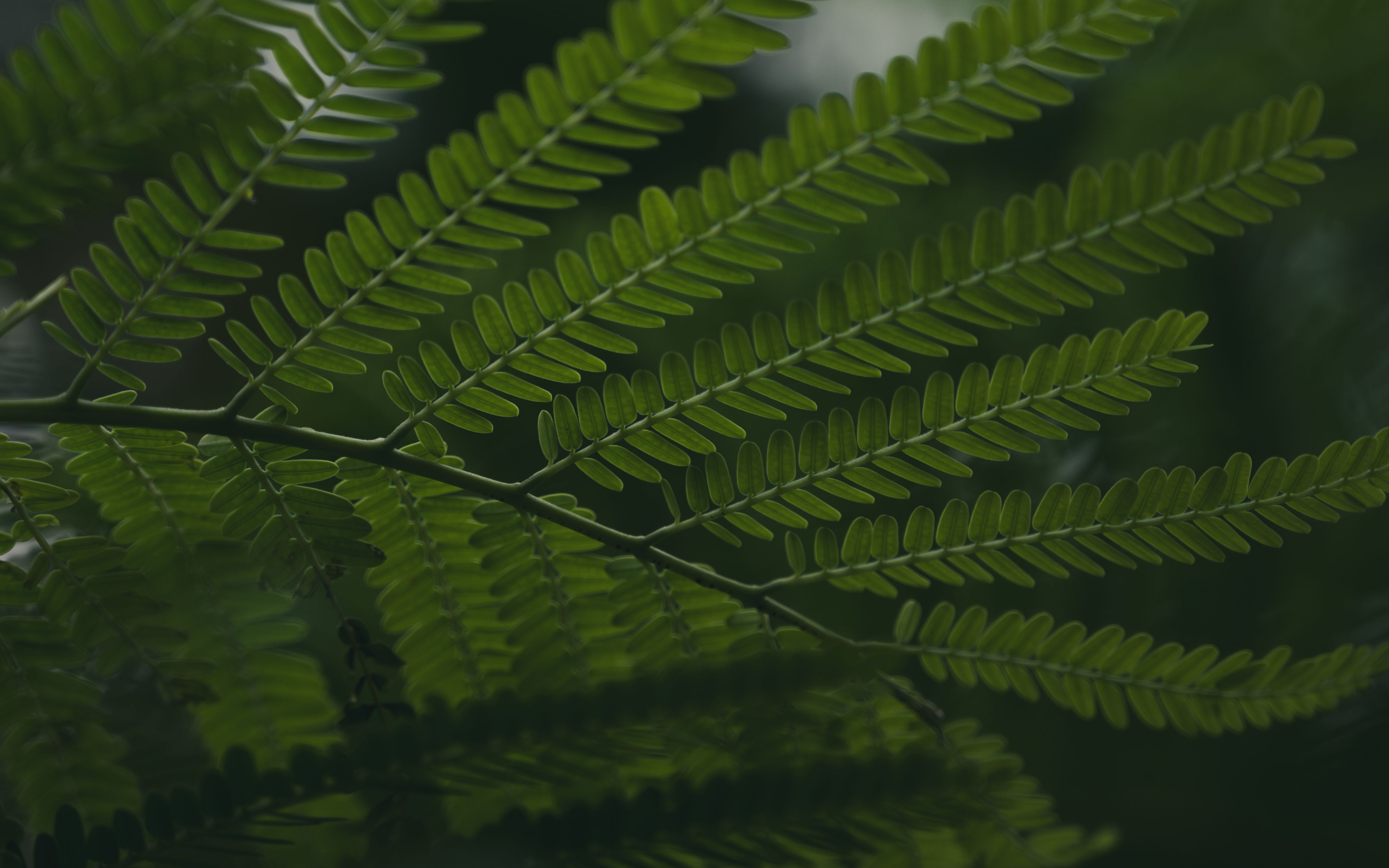 Close-Up of Green Fern Leaves in Nature · Free Stock Photo