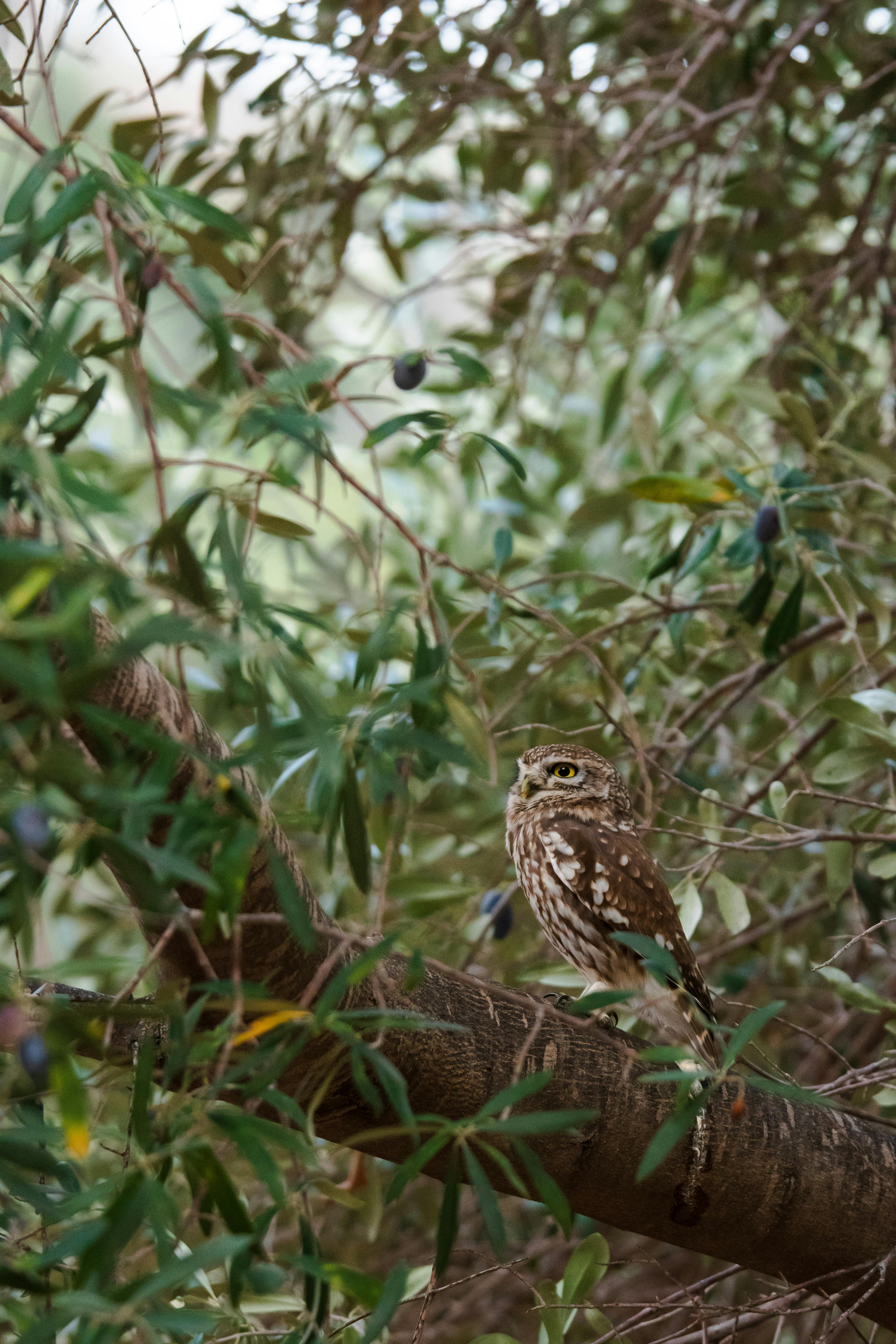Owl In Tree Photos, Download The BEST Free Owl In Tree Stock Photos ...