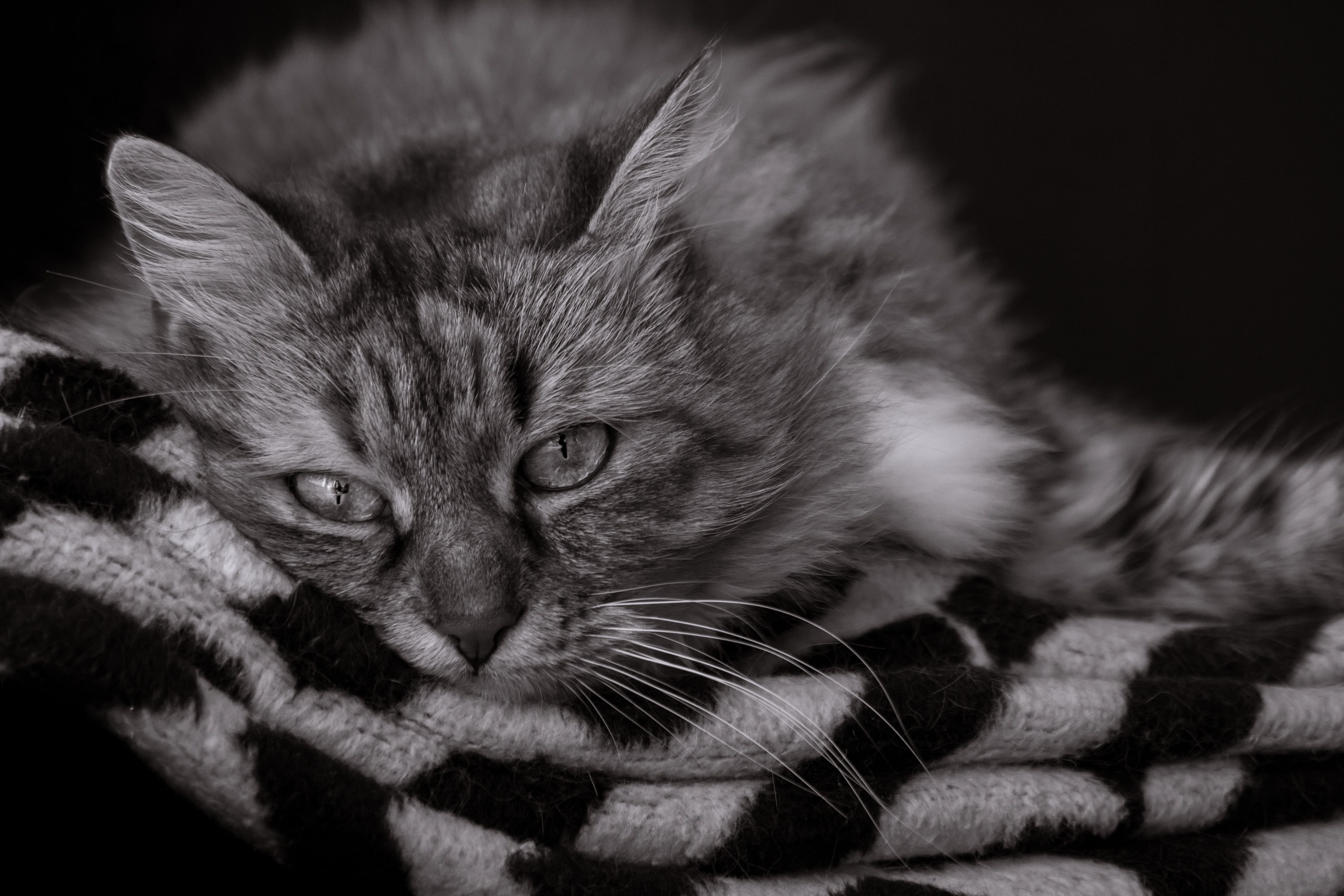 Cat Fur Texture Photos, Download The BEST Free Cat Fur Texture Stock ...