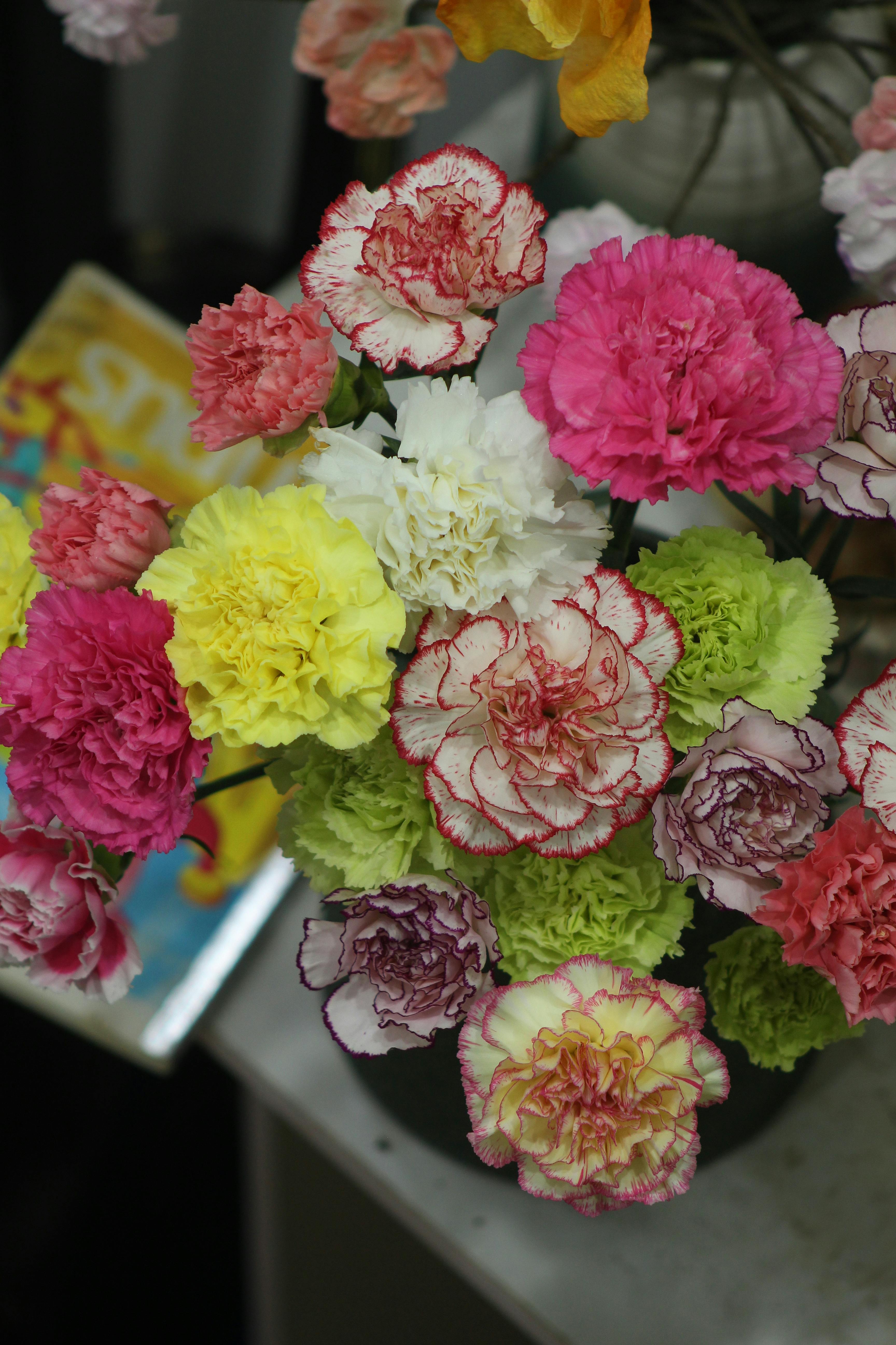 Vibrant Bouquet of Multicolored Carnations · Free Stock Photo