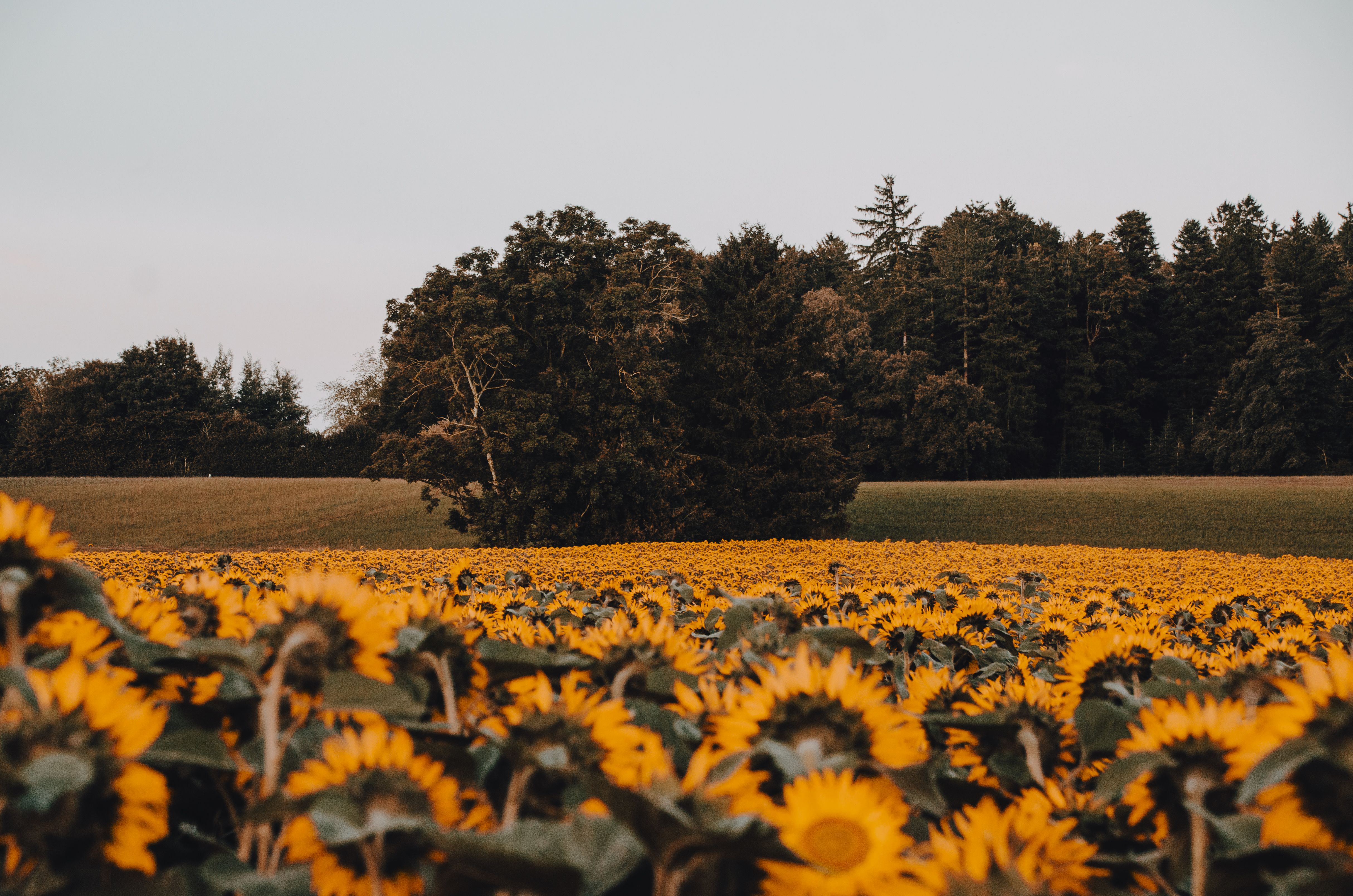 Sunflowers Tree Field Photos, Download The BEST Free Sunflowers Tree ...
