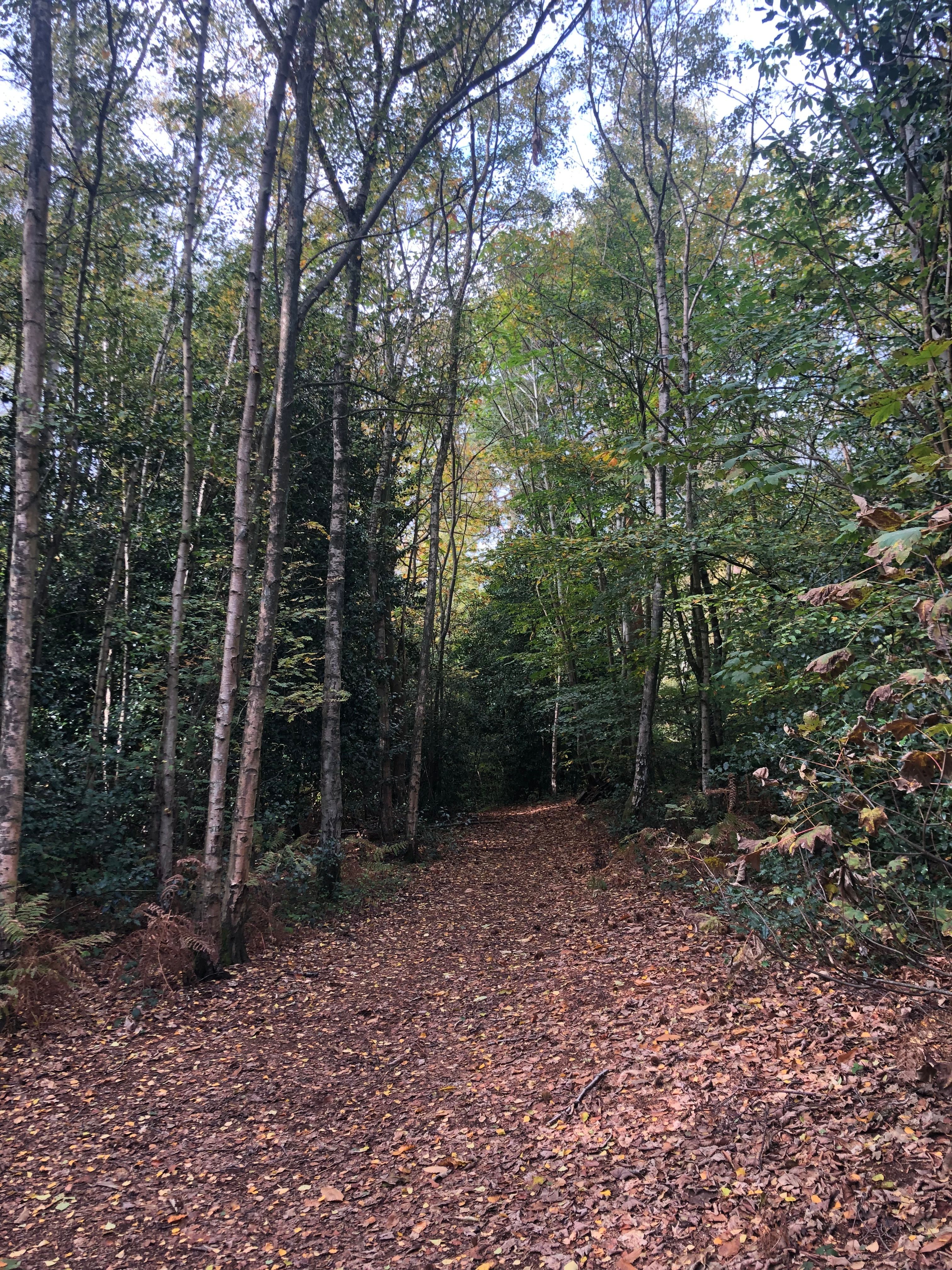 Enchanting Autumn Forest Path in Seal, UK · Free Stock Photo