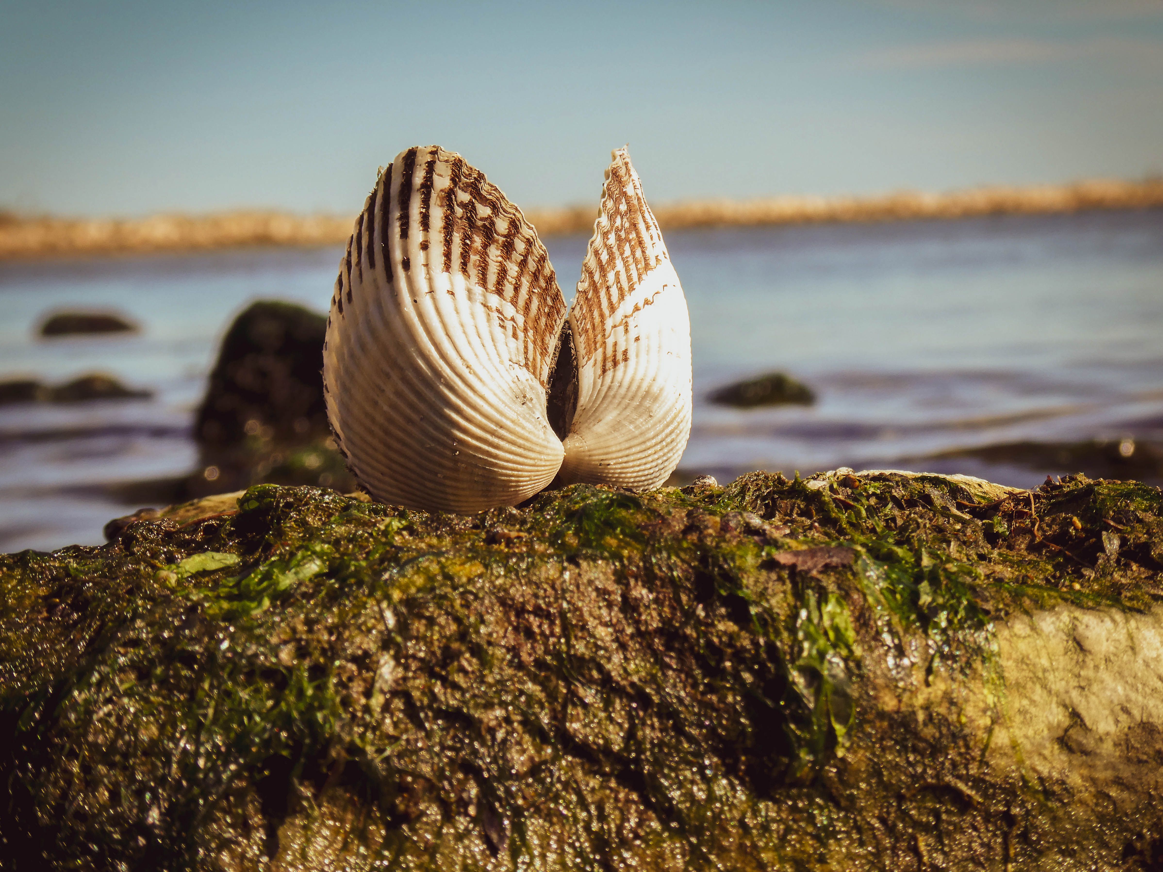 Close-up of Clamshell on Rocky Coastal Shoreline · Free Stock Photo