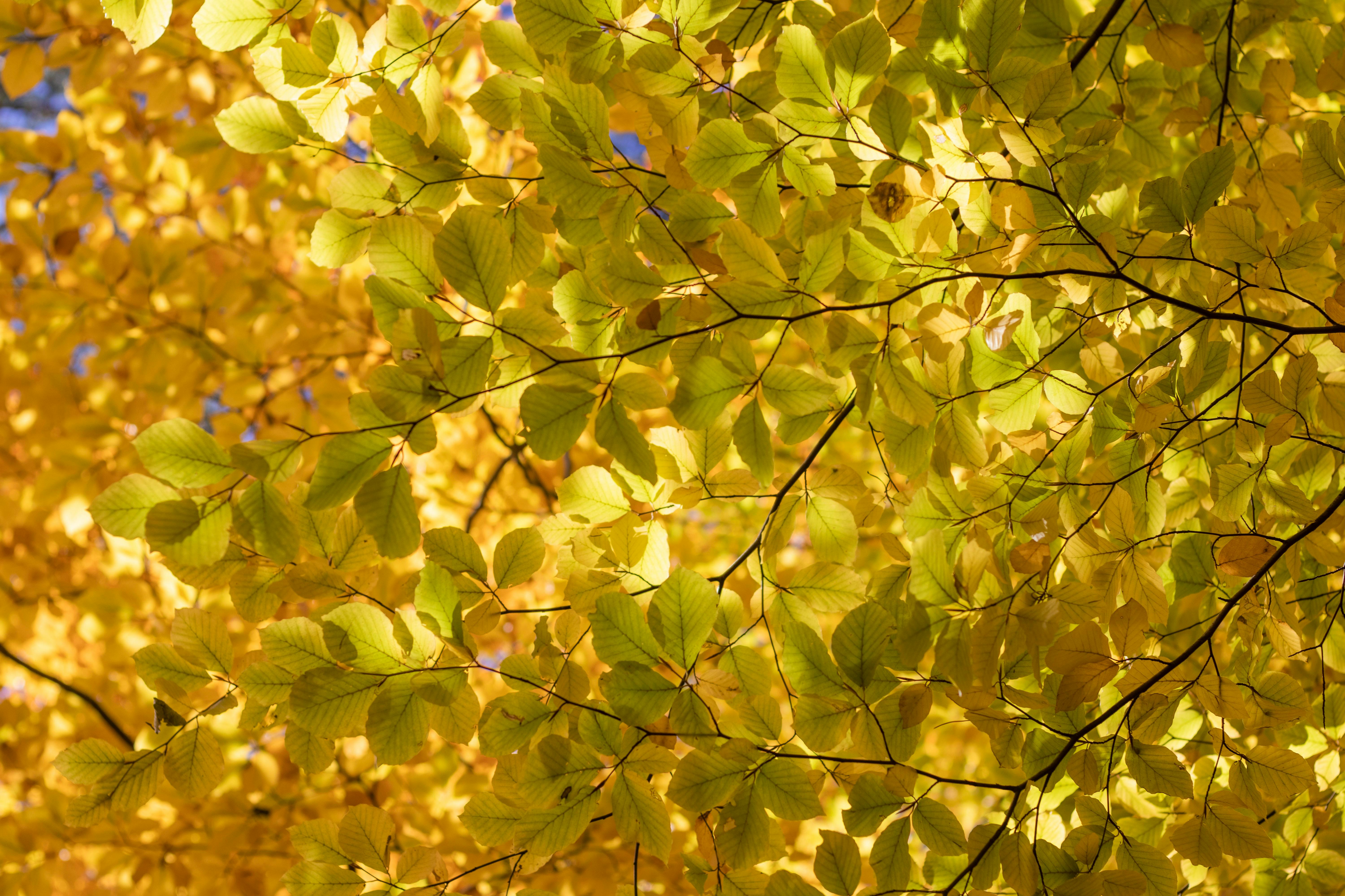 Background Pattern Photos, Download The BEST Free Background Pattern ...