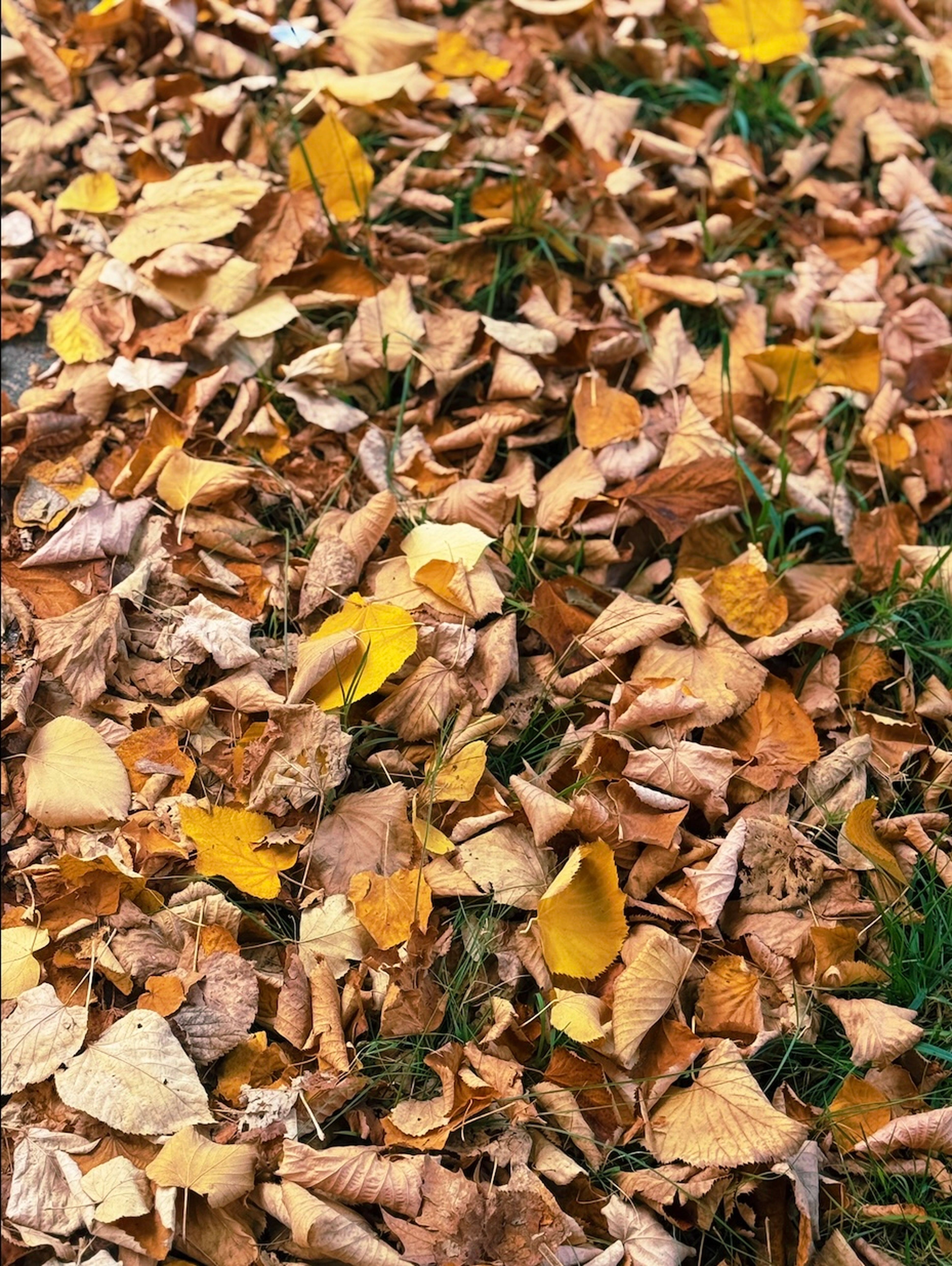 Autumn Foliage with Fallen Leaves and Grass · Free Stock Photo