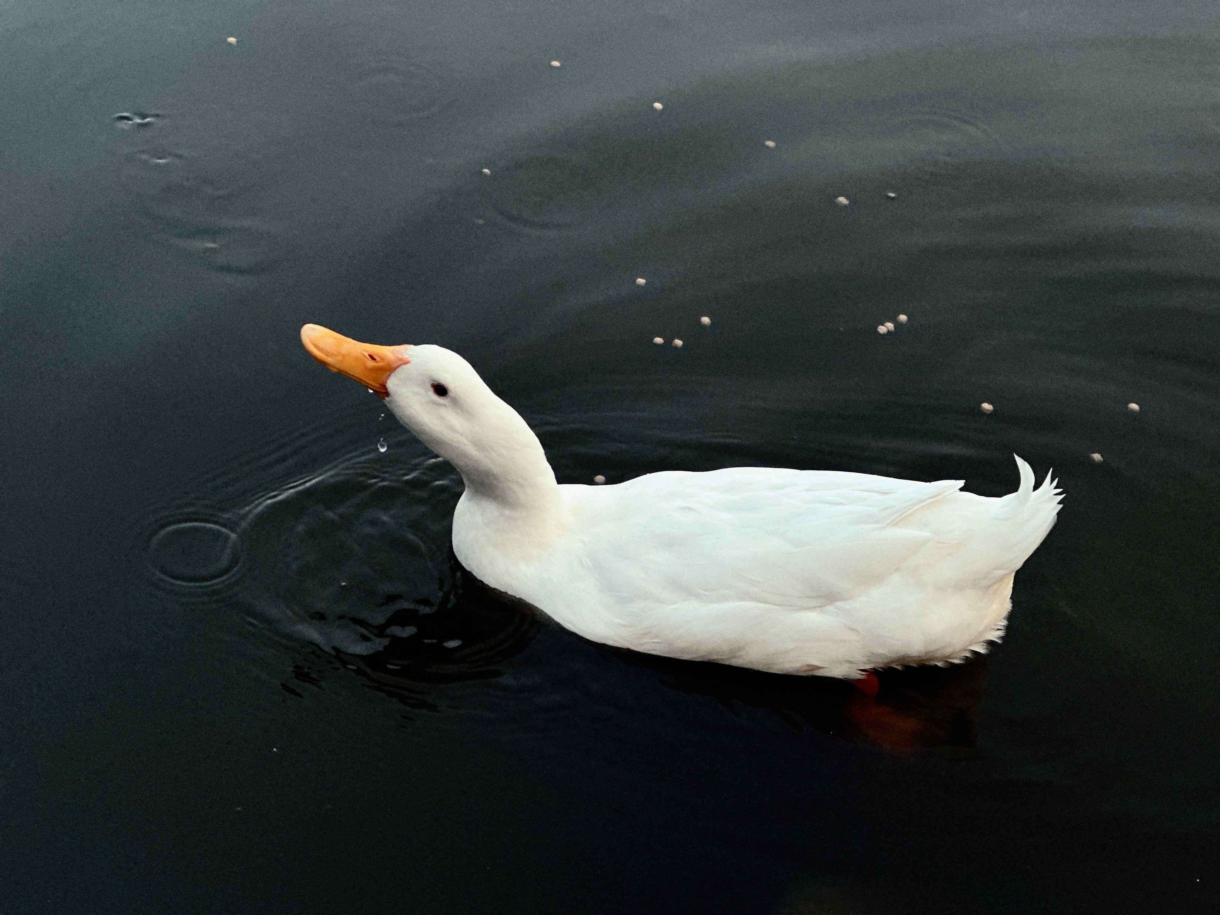 Duck+Pfp Photos, Download The BEST Free Duck+Pfp Stock Photos & HD Images