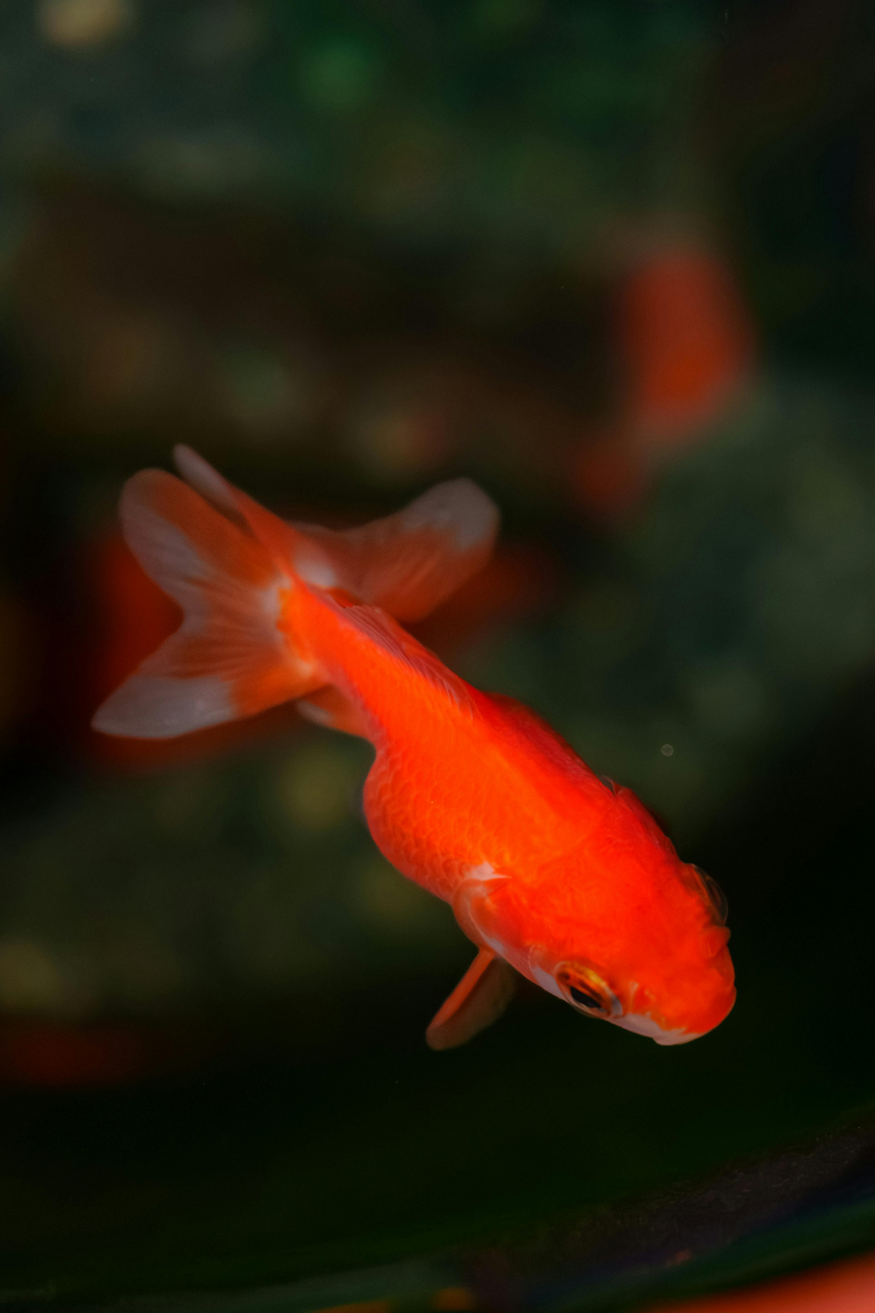 Goldfish Photos, Download The BEST Free Goldfish Stock Photos & HD Images