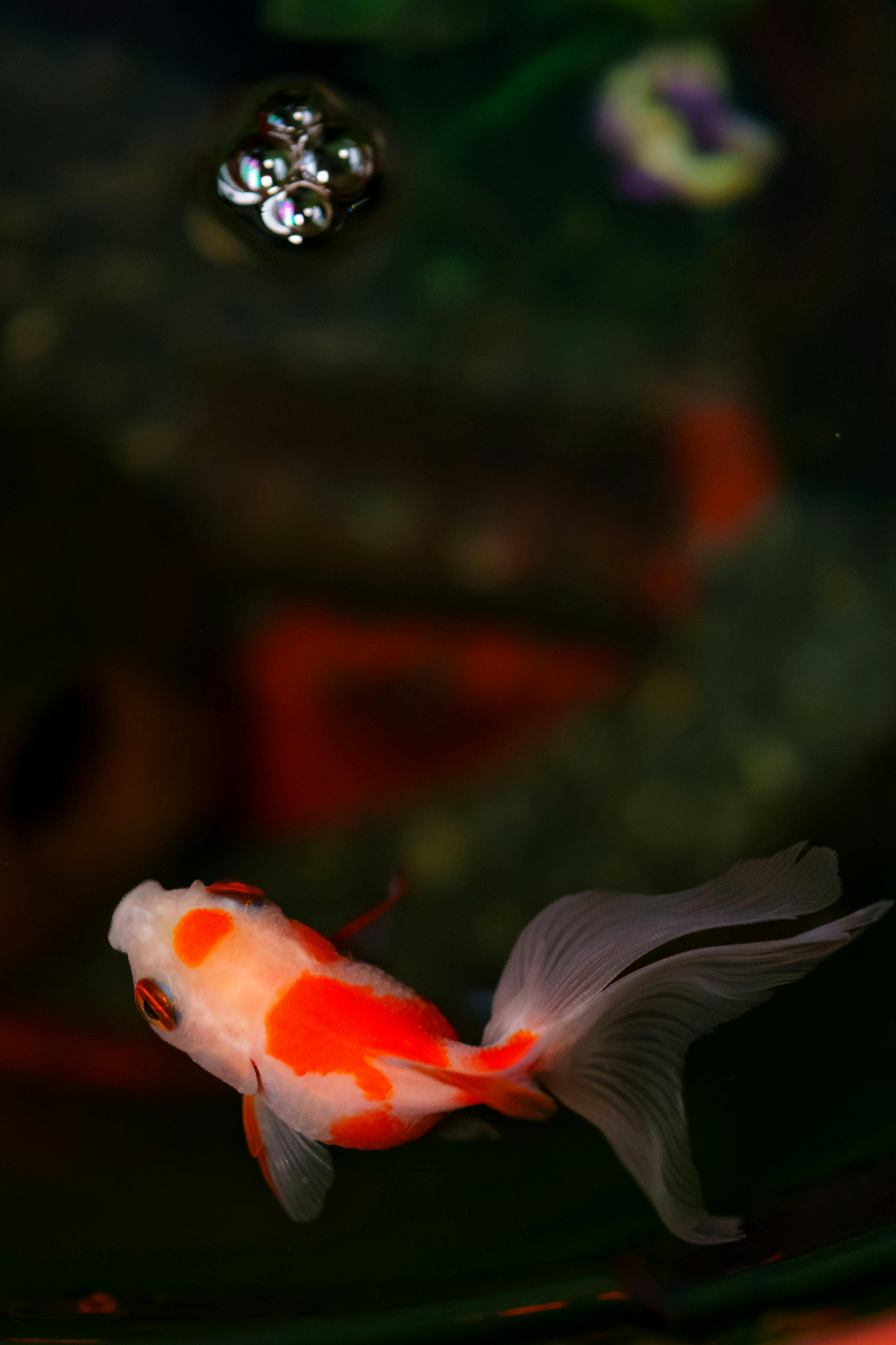 Goldfish Photos, Download The BEST Free Goldfish Stock Photos & HD Images