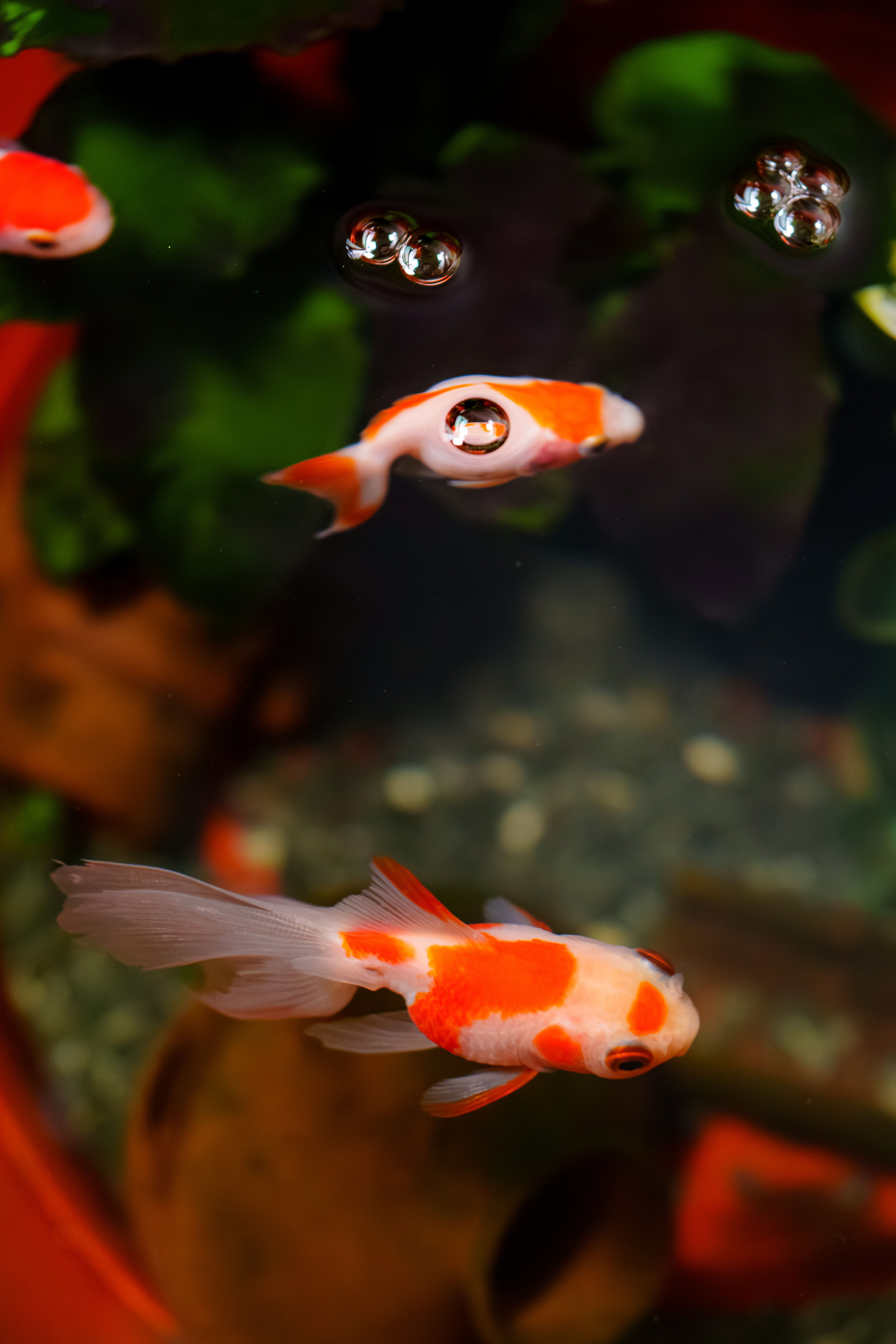 Koi Fish Animate Photos, Download The BEST Free Koi Fish Animate Stock ...