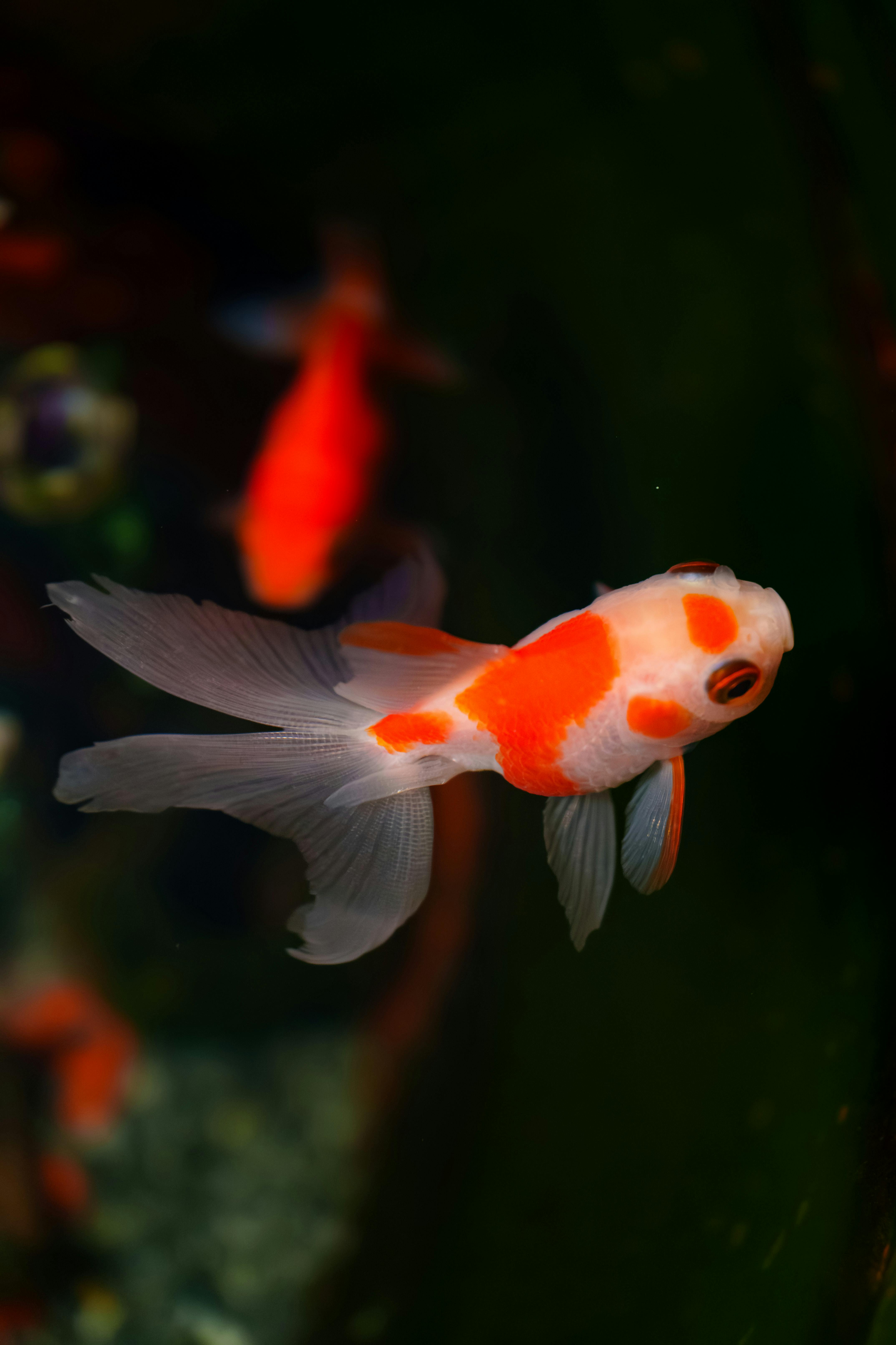 Goldfish Photos, Download The BEST Free Goldfish Stock Photos & HD Images
