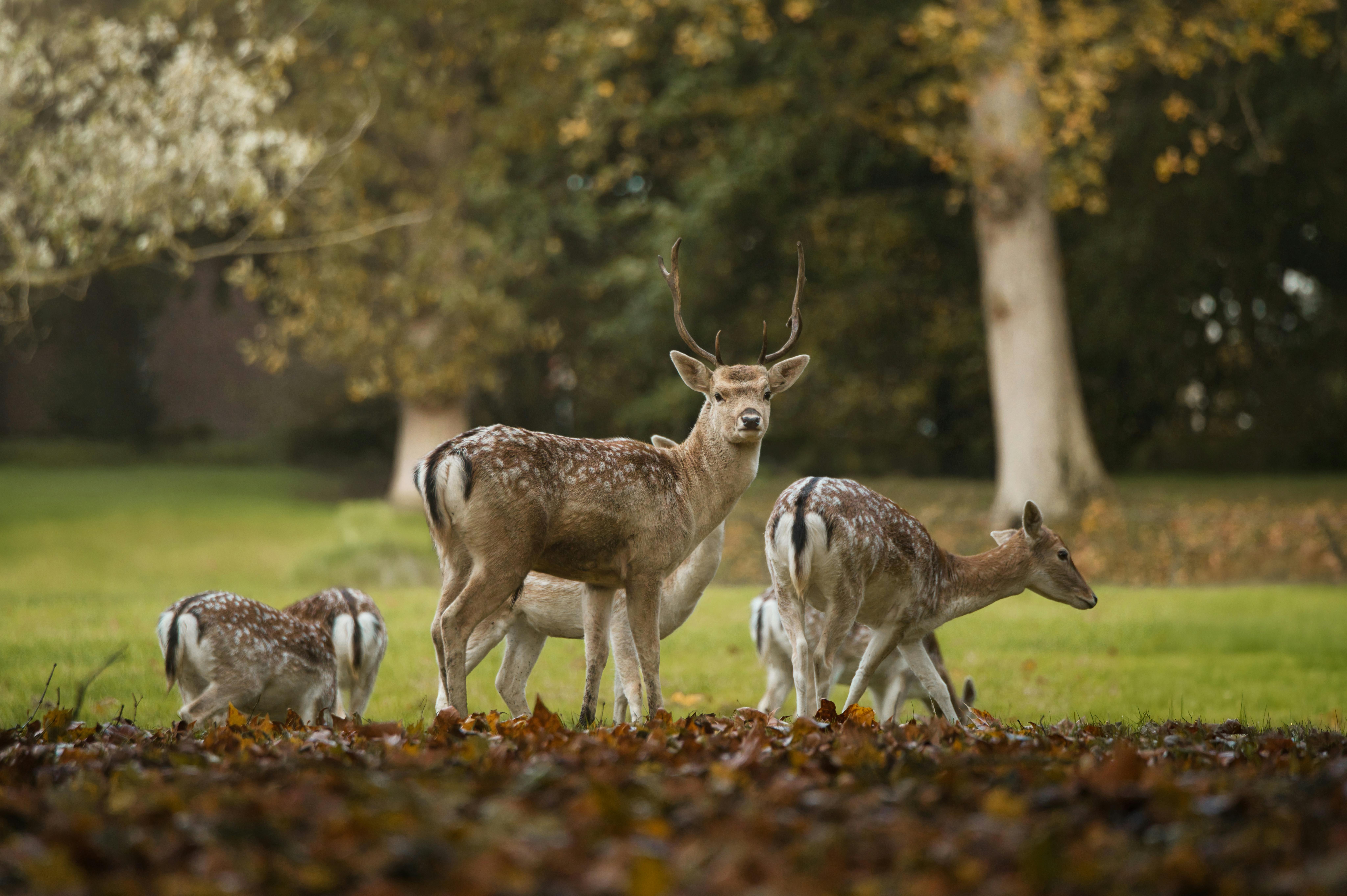 Forest Animals Photos, Download The BEST Free Forest Animals Stock ...