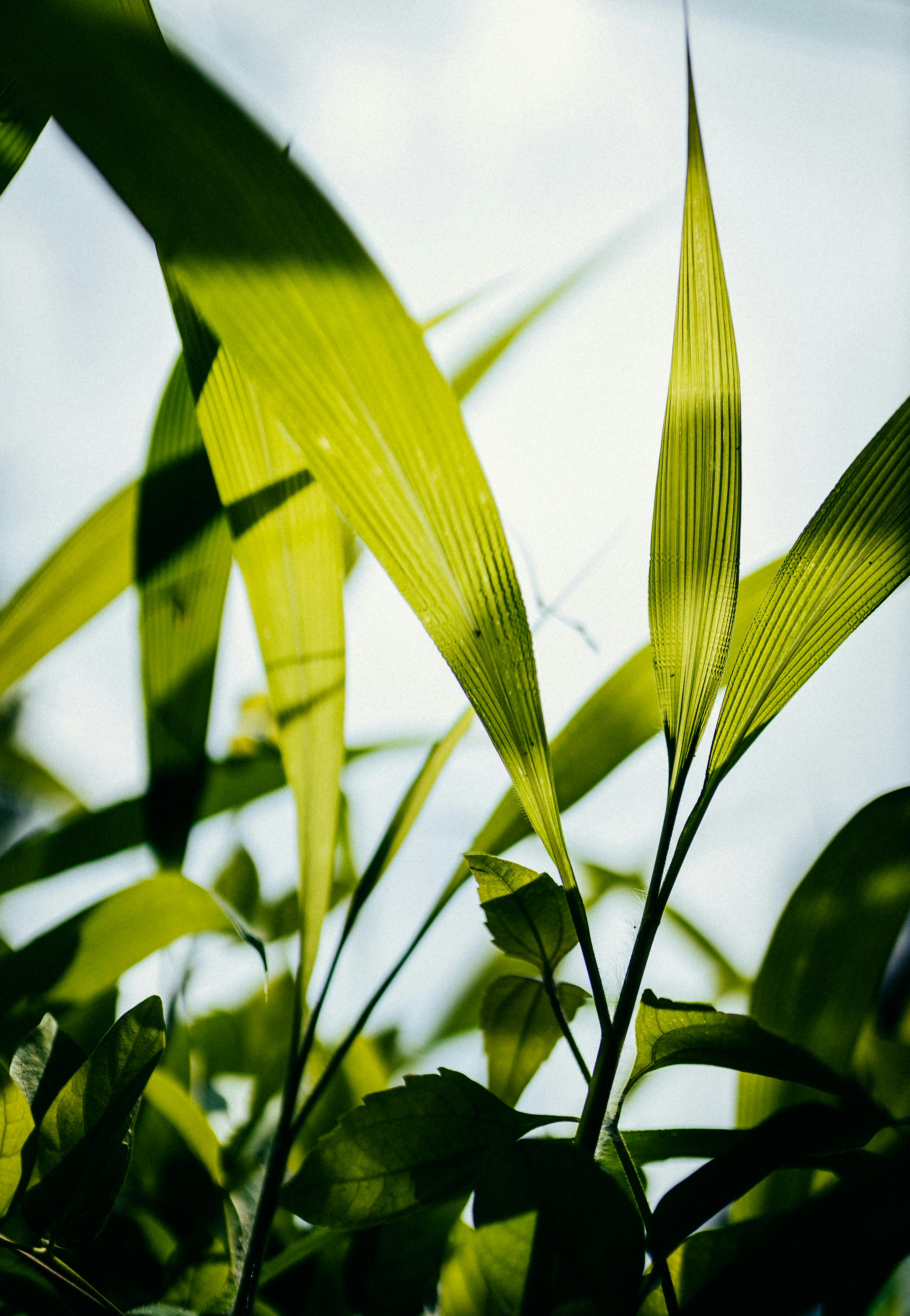 bamboo leaf wallpaper