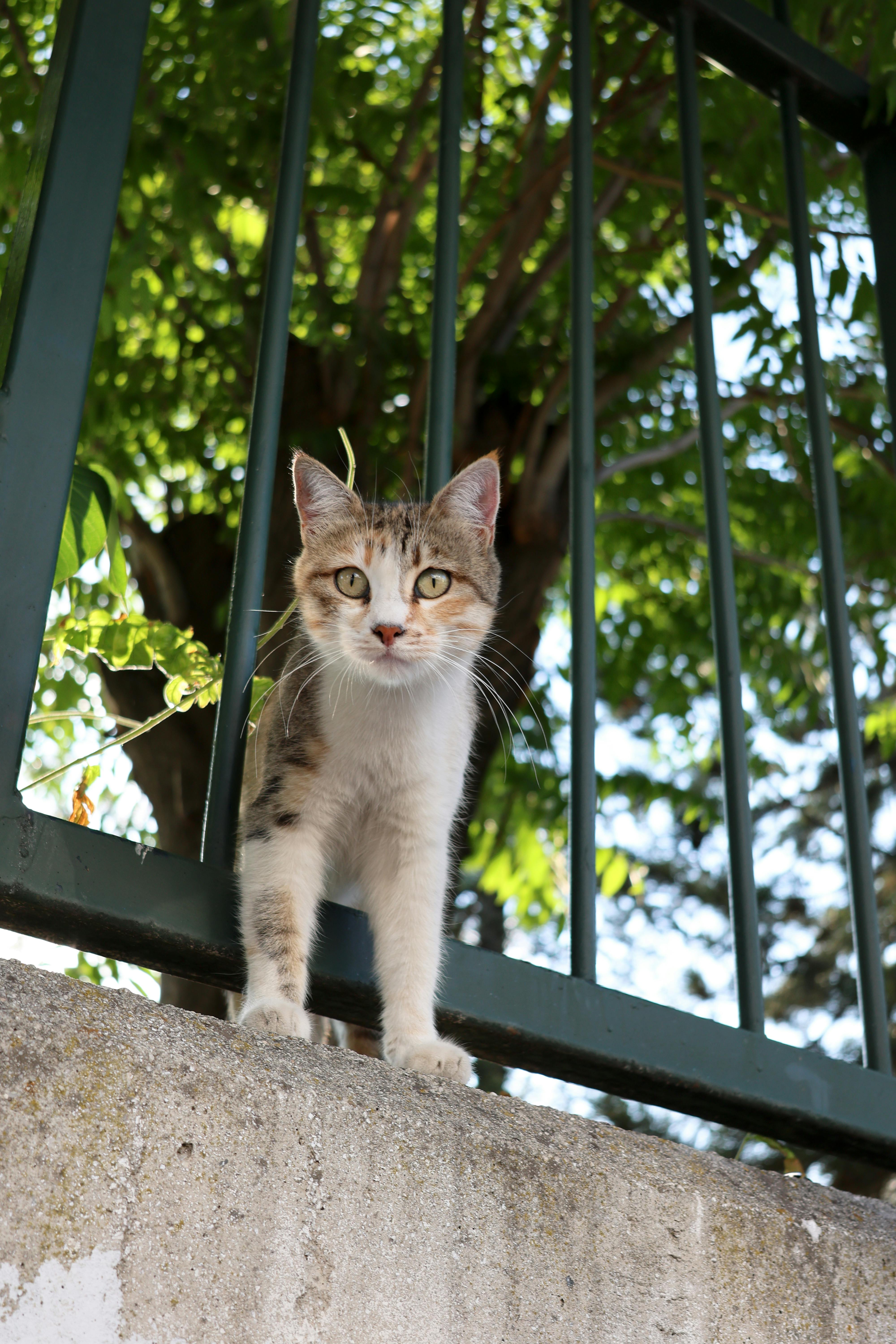 Cute Avatars Photos, Download The BEST Free Cute Avatars Stock Photos ...