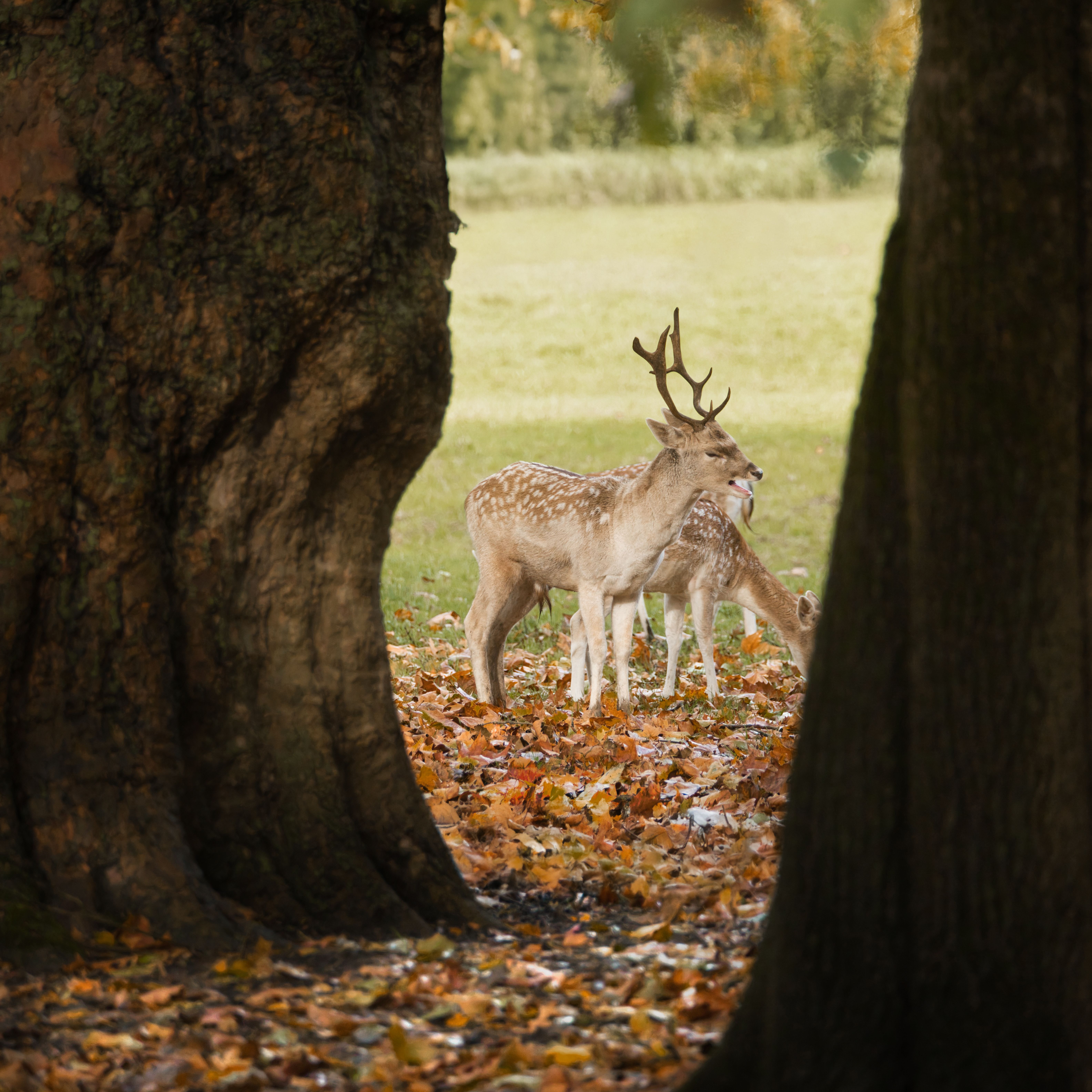 Therian Animals Photos, Download The BEST Free Therian Animals Stock ...