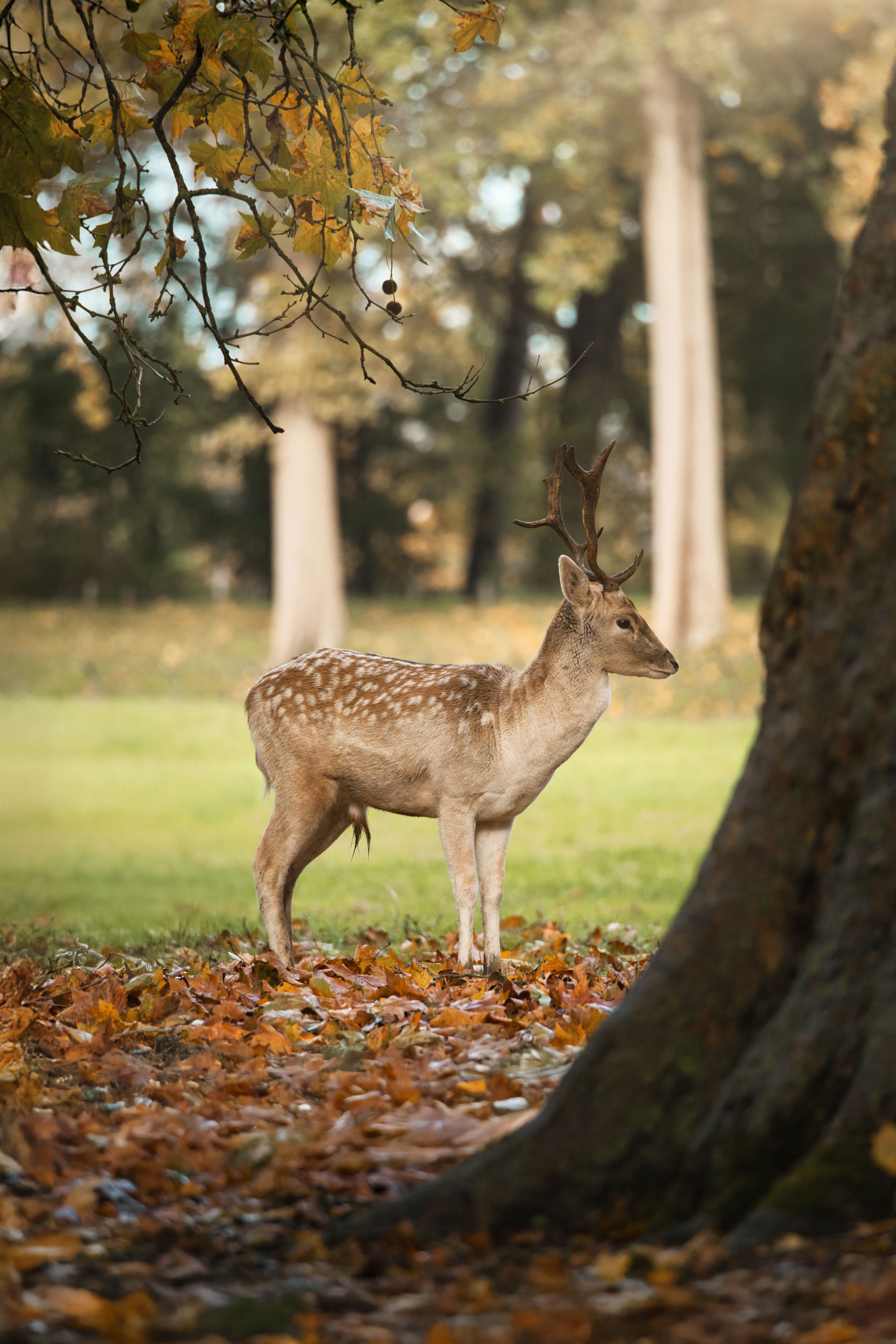 Majestic Fallow Deer Standing in Autumn Forest · Free Stock Photo