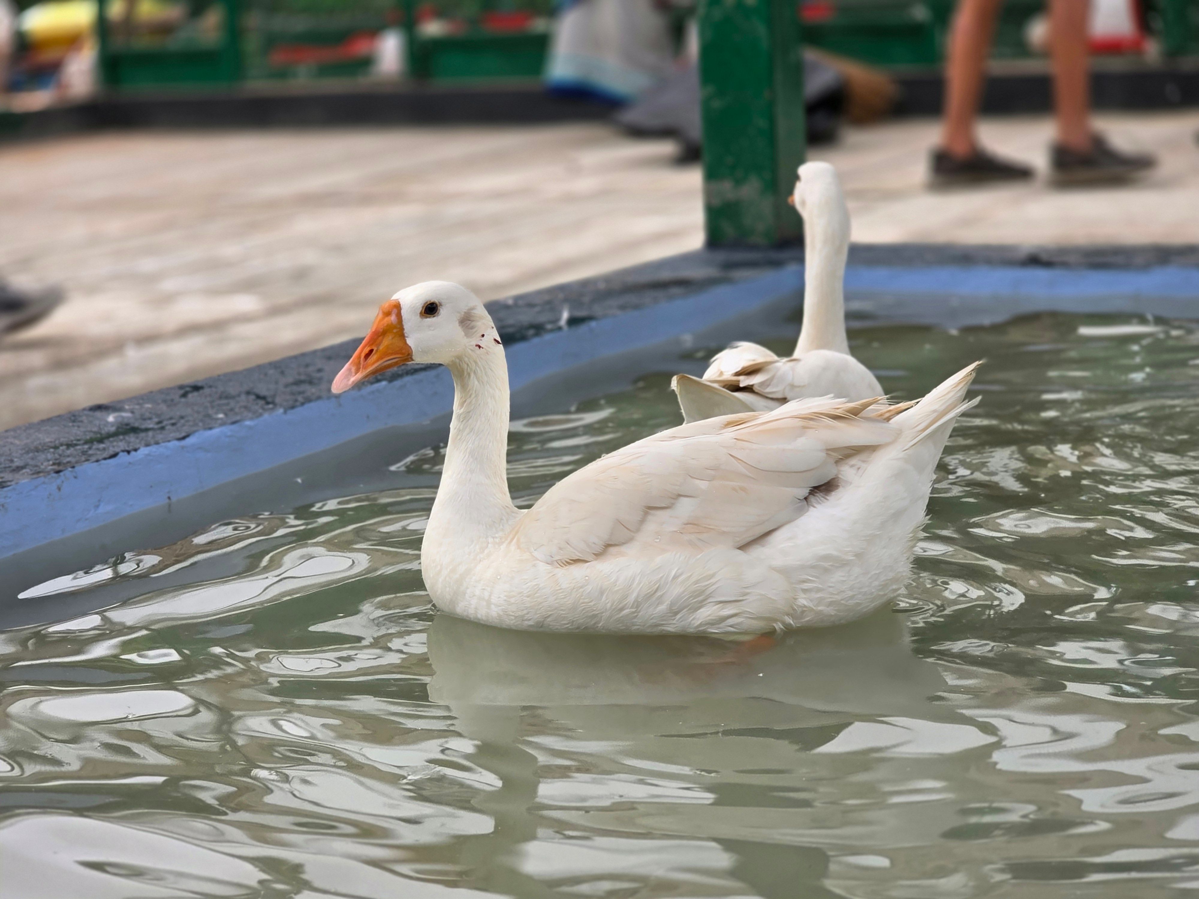 Poultry Animals Photos, Download The BEST Free Poultry Animals Stock ...