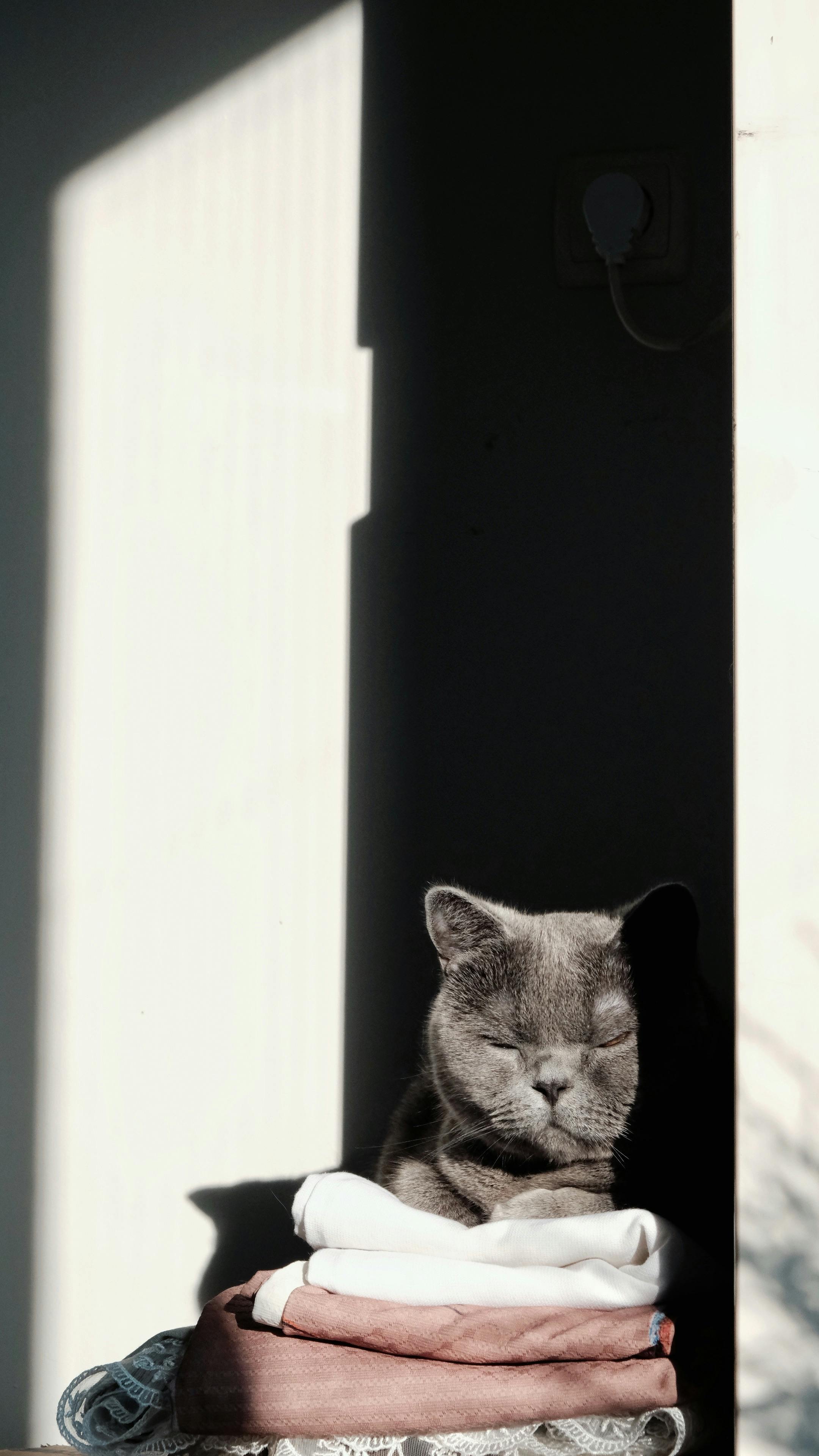 Napping Photos, Download The BEST Free Napping Stock Photos & HD Images