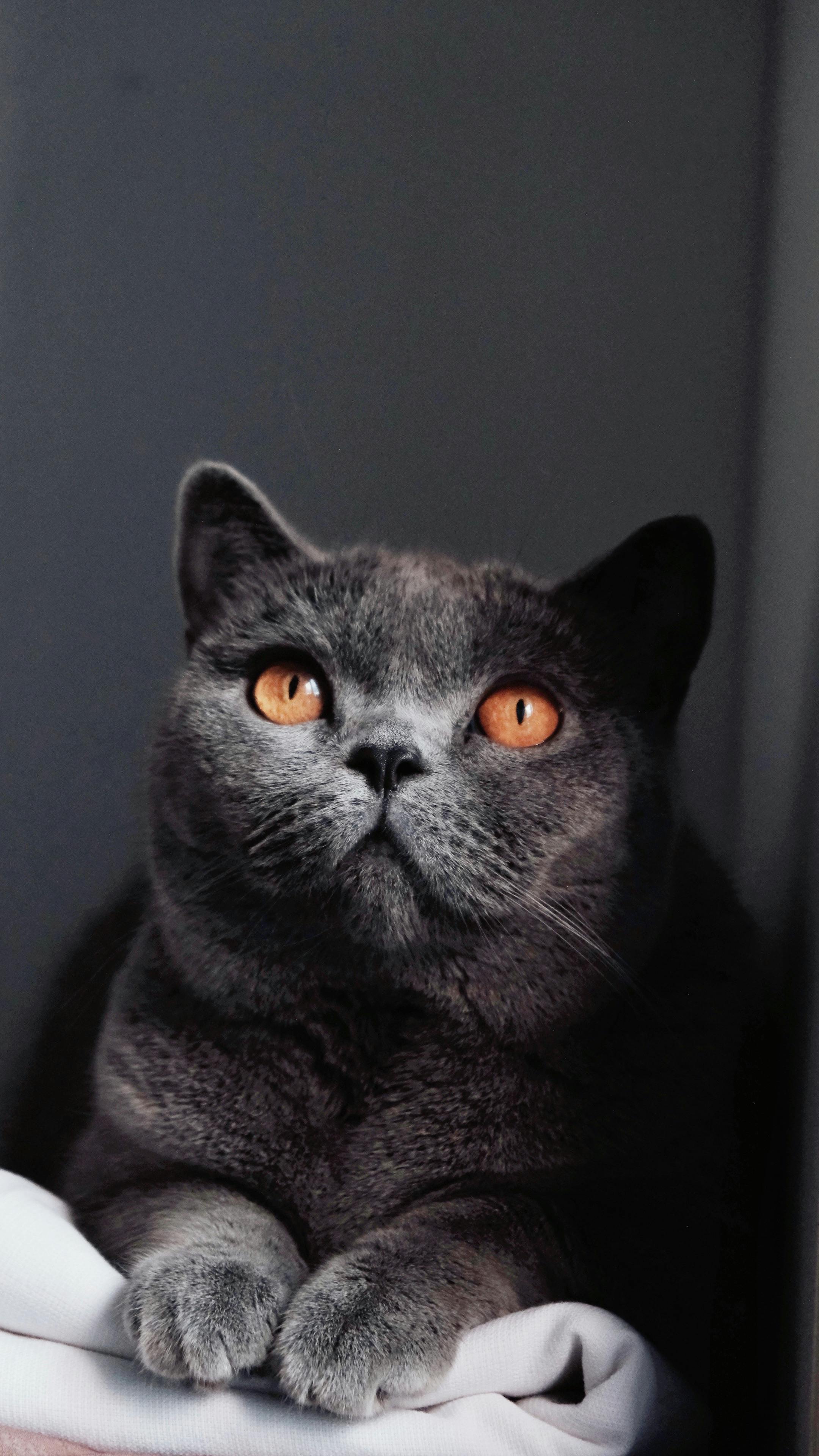 Cute Avatars Photos, Download The BEST Free Cute Avatars Stock Photos ...