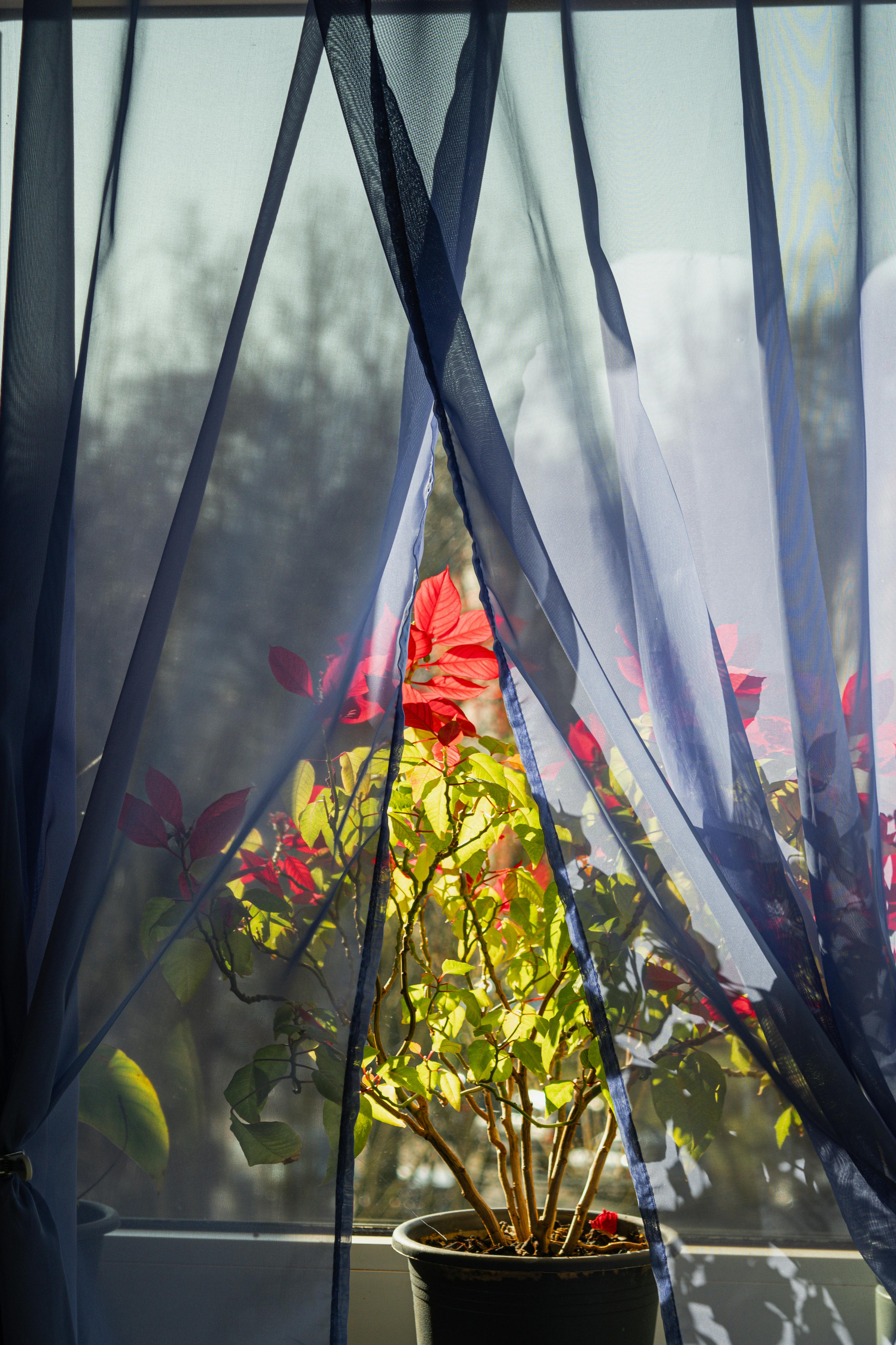 Translucent Photos, Download The BEST Free Translucent Stock Photos ...