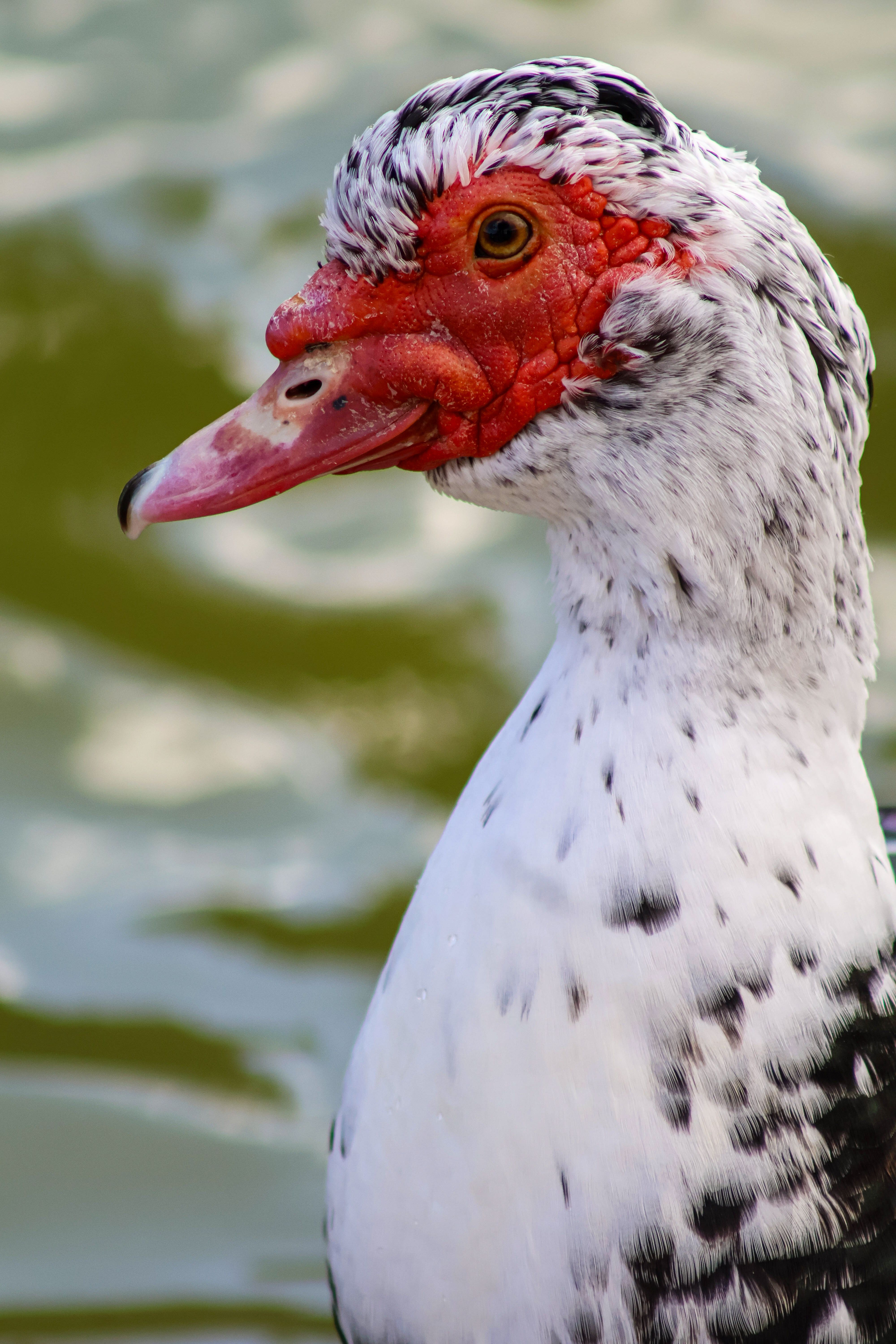 Close-up of Muscovy Duck by a Reflective Pond · Free Stock Photo
