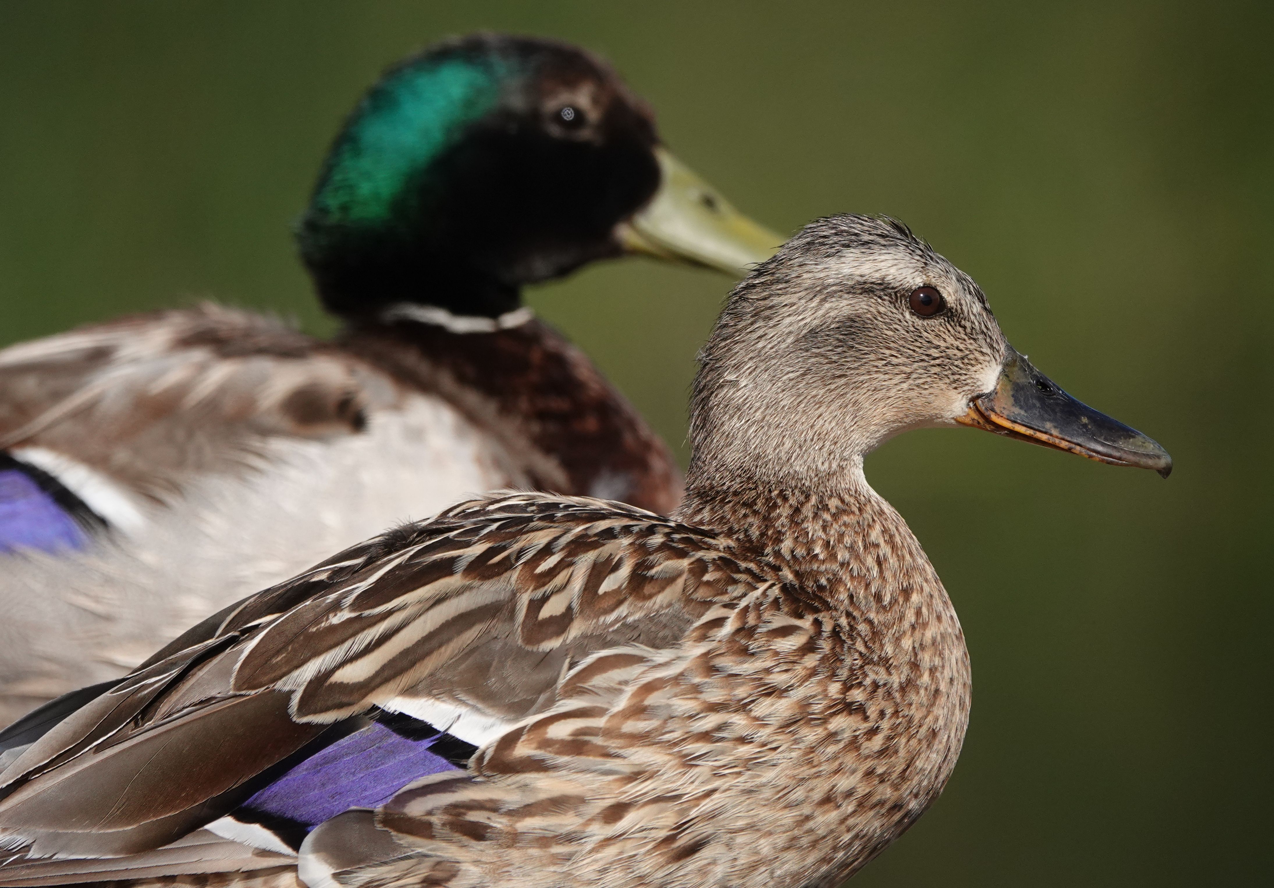 Close-up of Male and Female Mallards in Goleta · Free Stock Photo