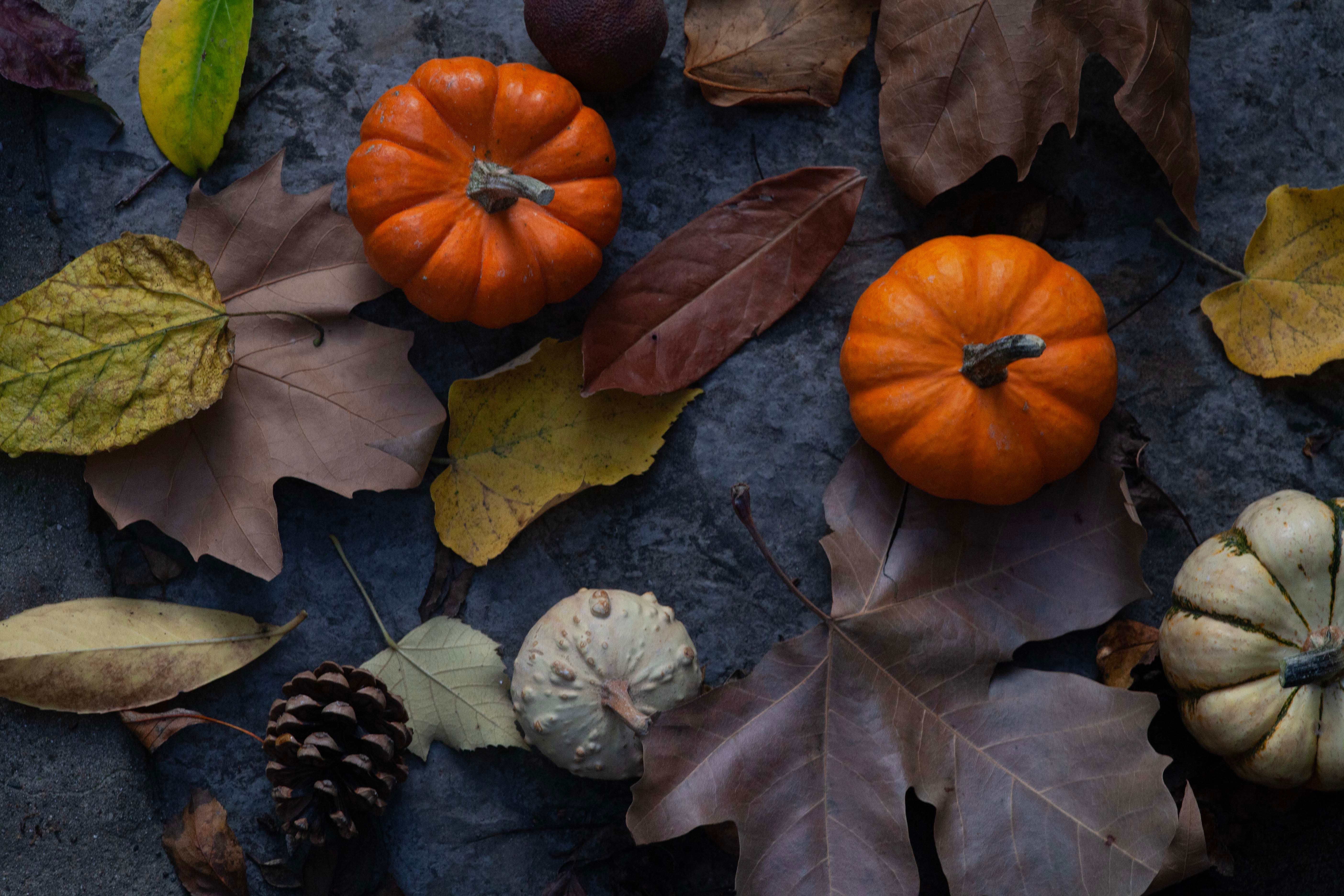 Halloween Backgrounds Photos, Download The BEST Free Halloween ...