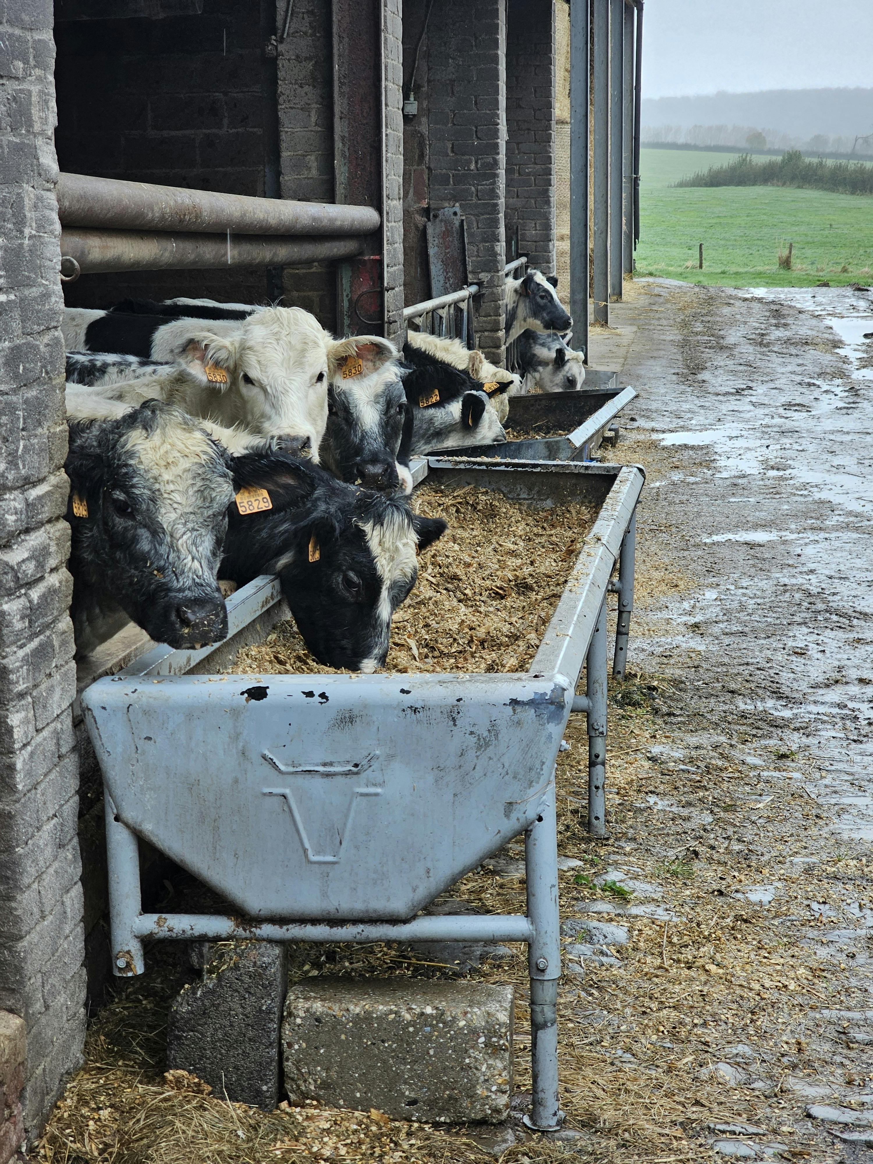 Cows Feeding at Rural Farm Trough · Free Stock Photo