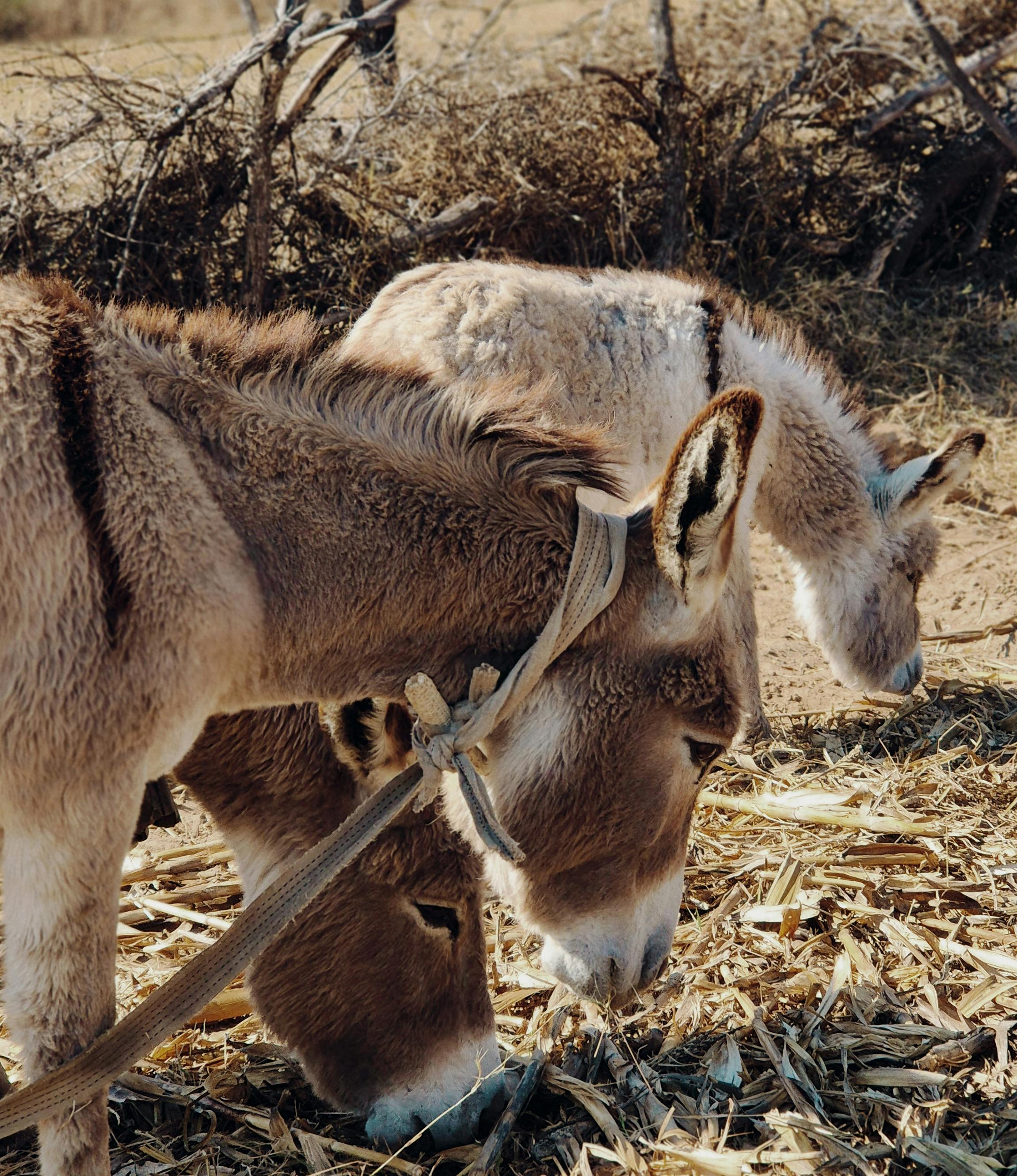 Therian Animals Photos, Download The BEST Free Therian Animals Stock ...