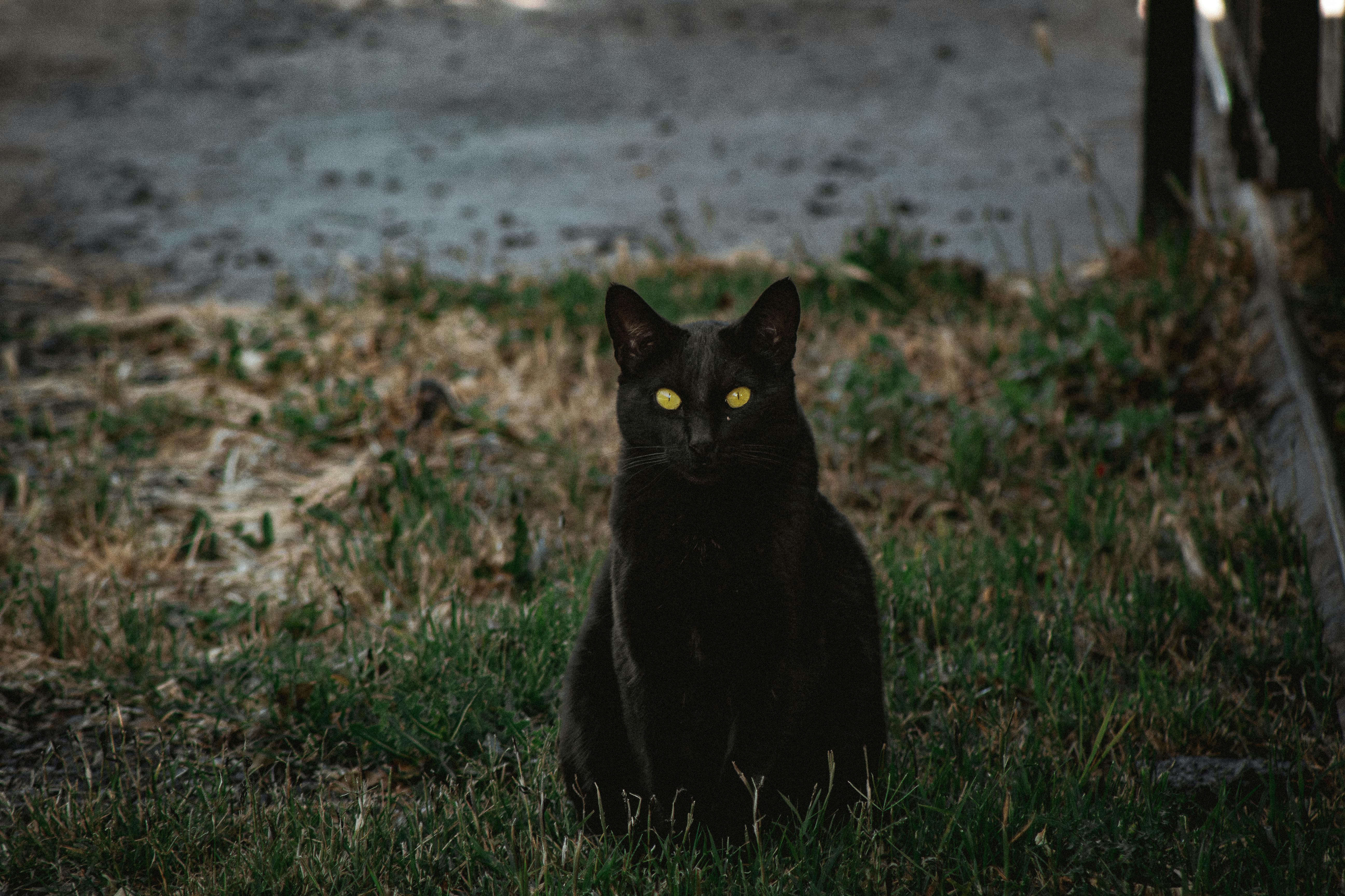 Gato Negro Sentado Al Aire Libre En Un Campo De Hierba · Foto de stock ...