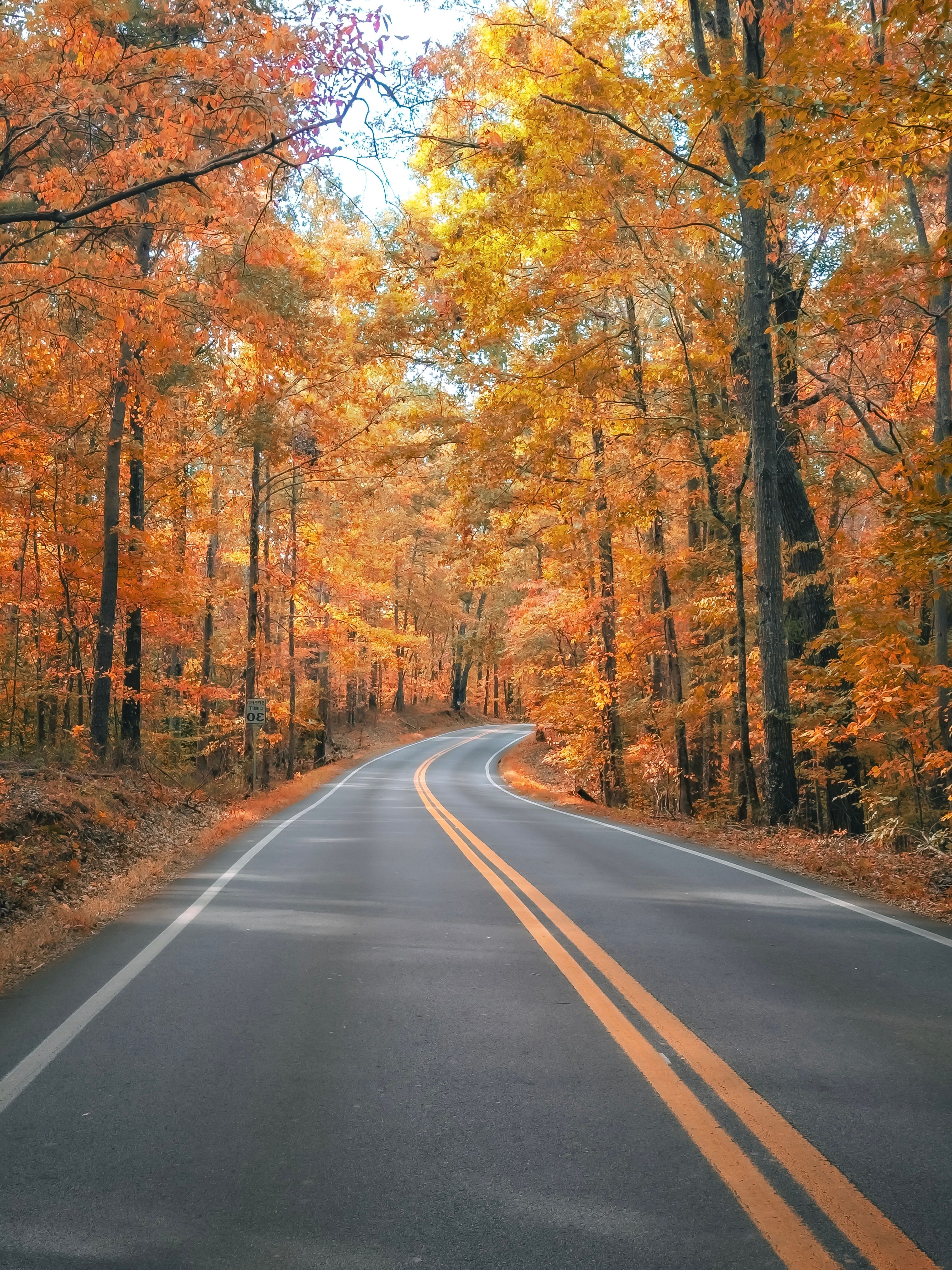 Serene Autumn Road with Vibrant Foliage · Free Stock Photo