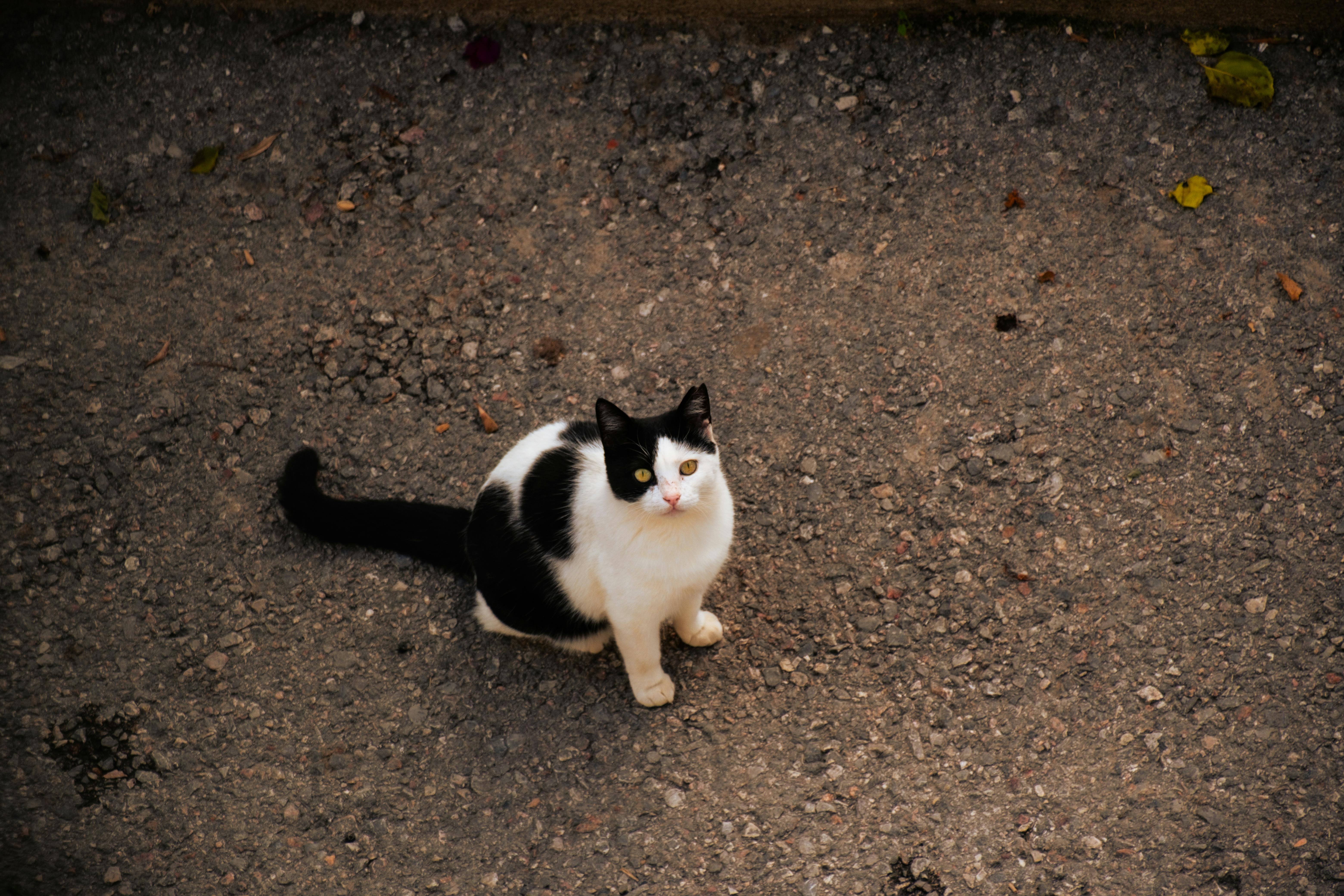 Full Body Photos, Download The BEST Free Full Body Stock Photos & HD Images