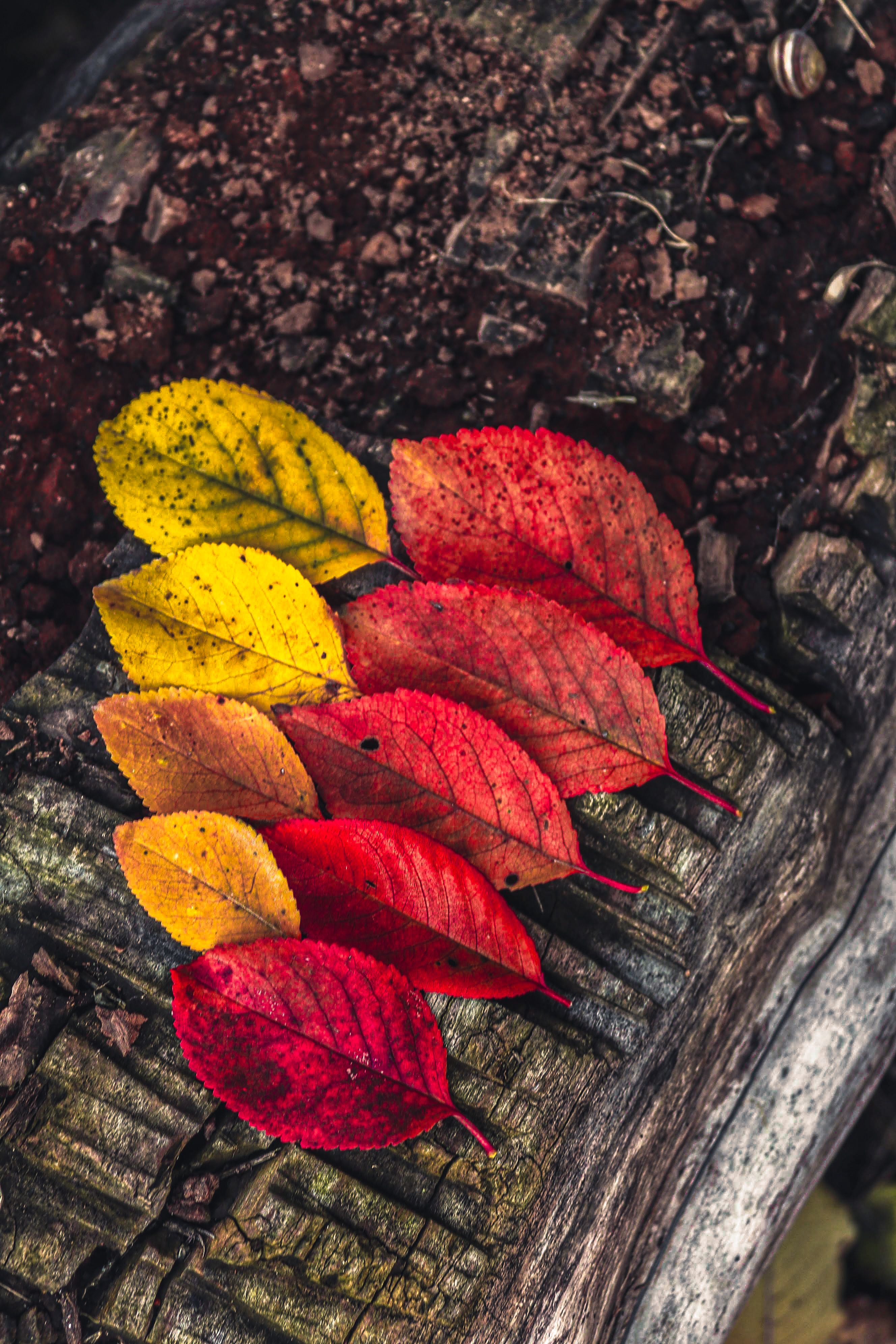 Colorful Autumn Leaves on Rustic Log · Free Stock Photo