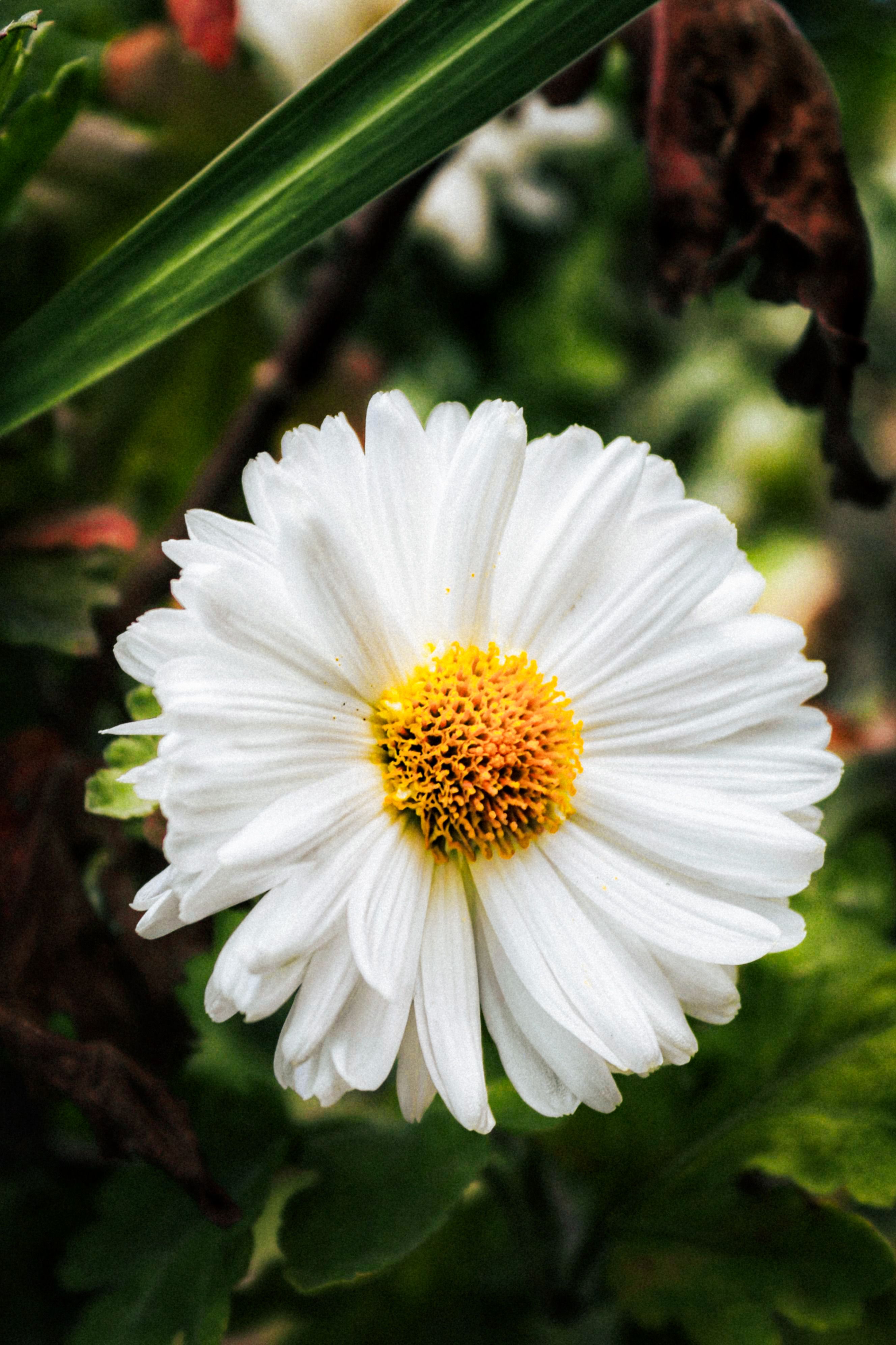 Close-up of White Daisy Flower in Full Bloom · Free Stock Photo