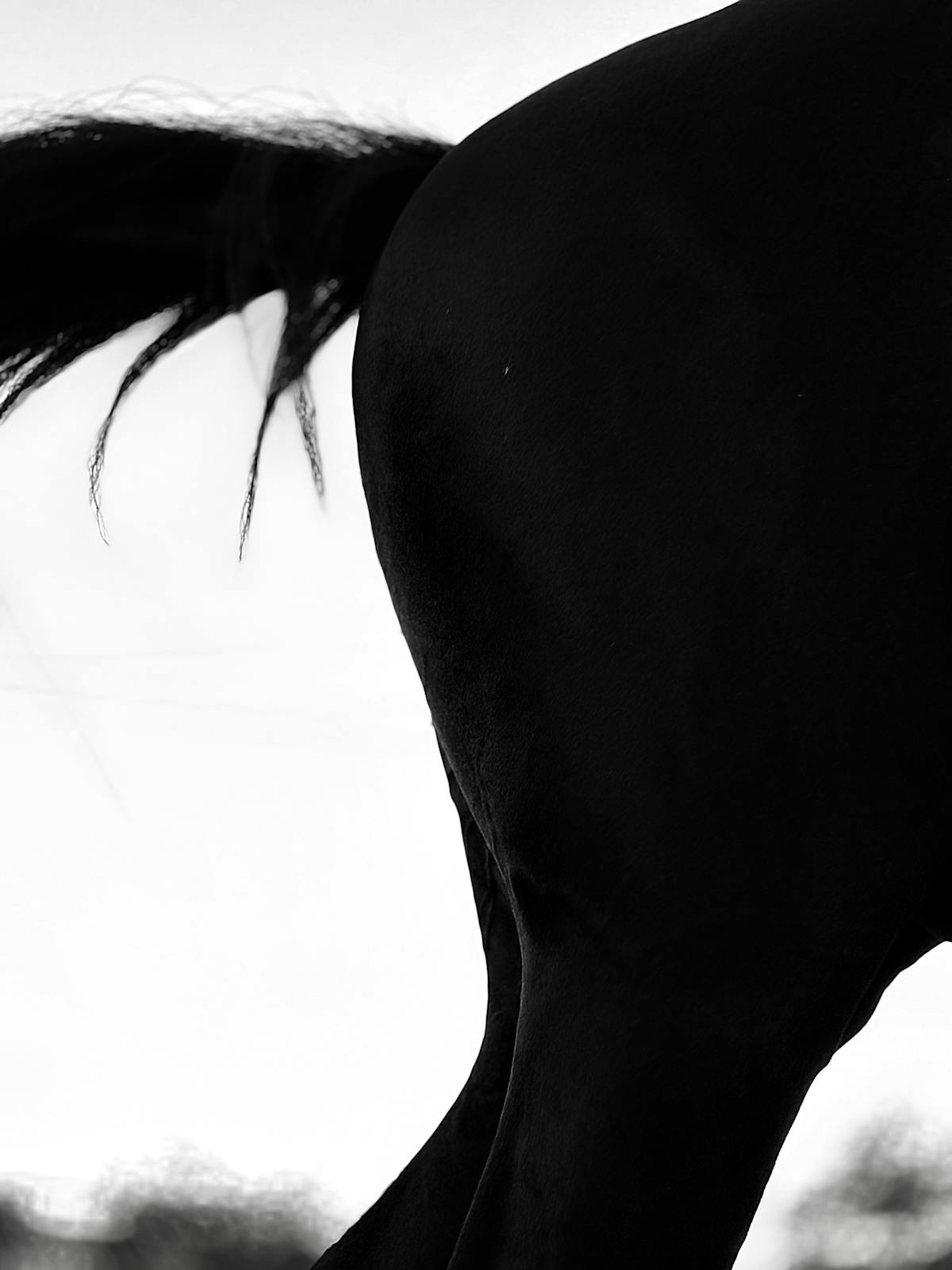 Horse Side Profile Photos, Download The BEST Free Horse Side Profile Stock Photos & HD Images