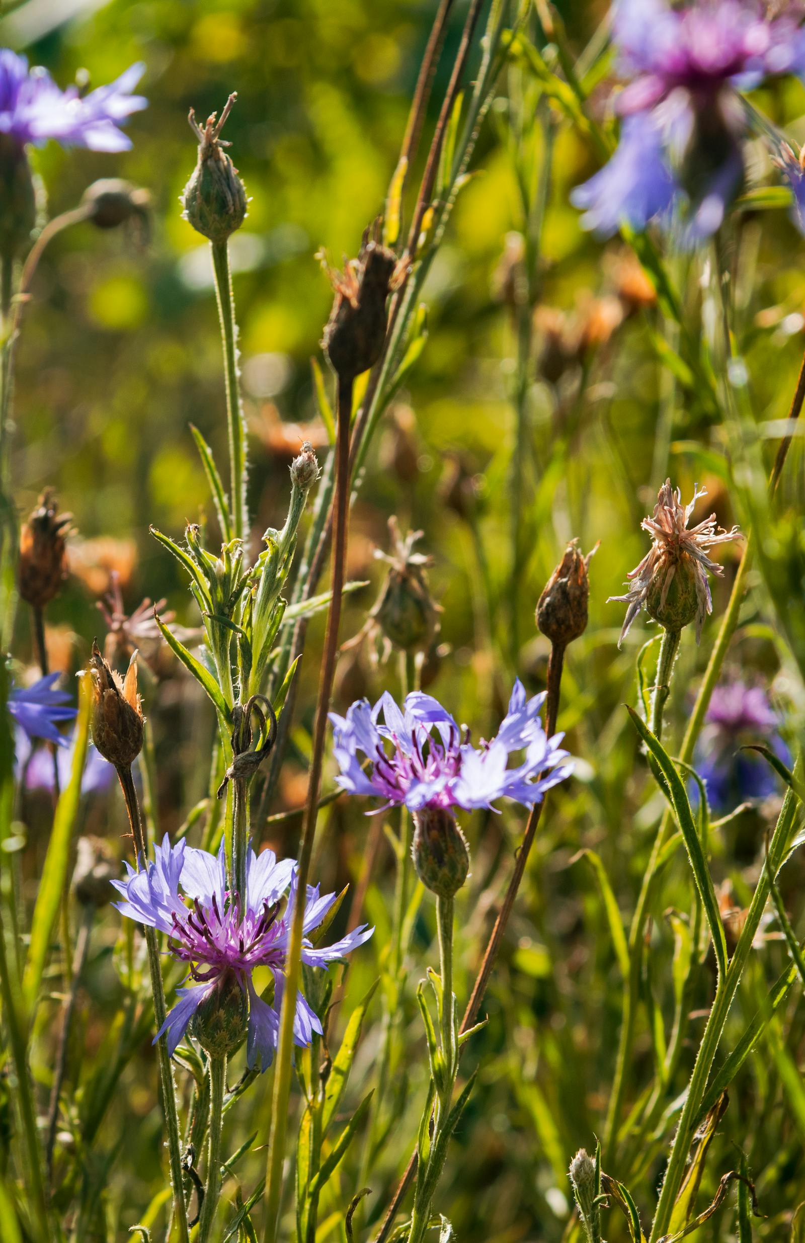 Field Of Flowers Photos, Download The BEST Free Field Of Flowers Stock ...