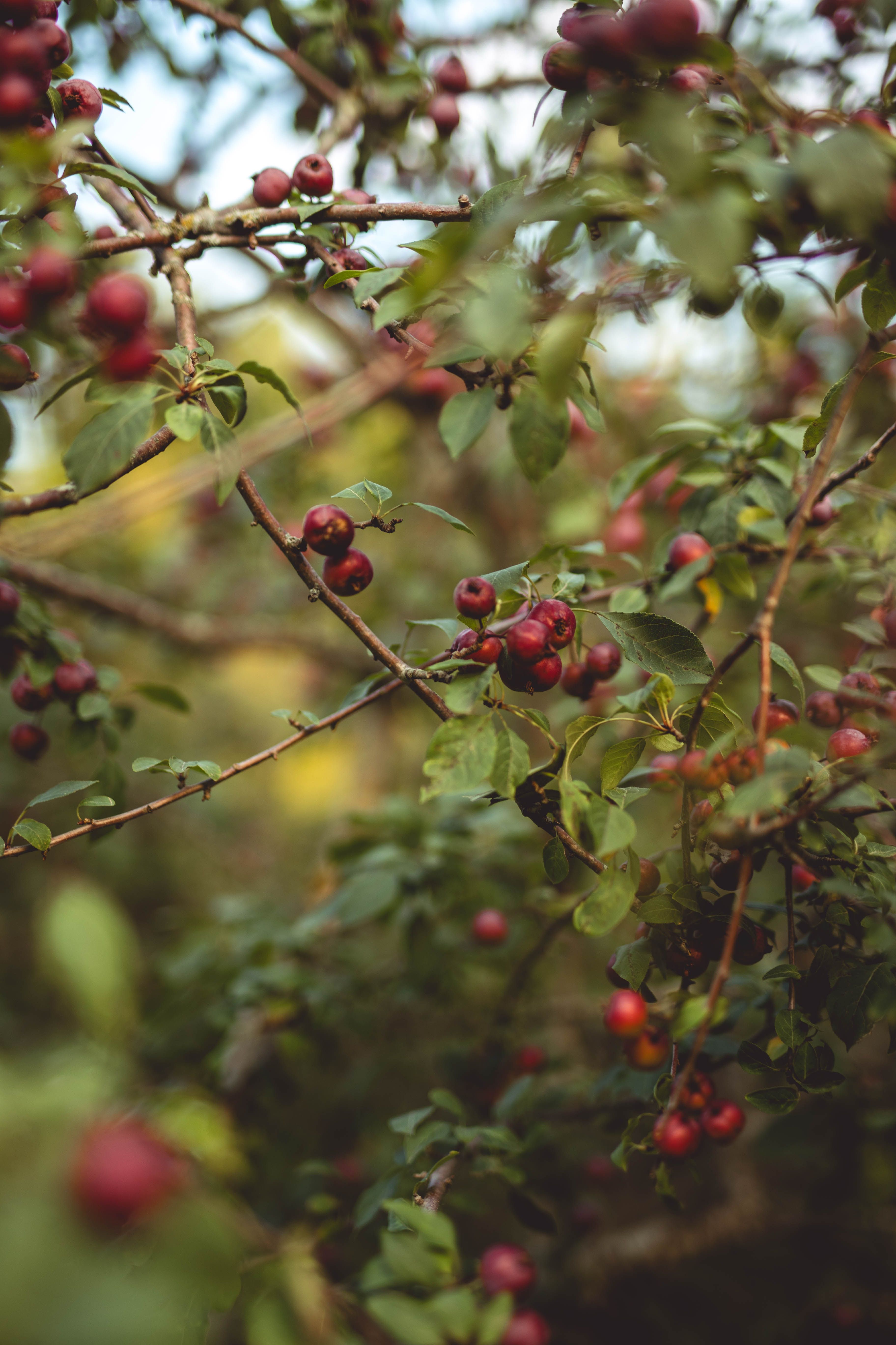 Nature A4 Photos, Download The BEST Free Nature A4 Stock Photos & HD Images