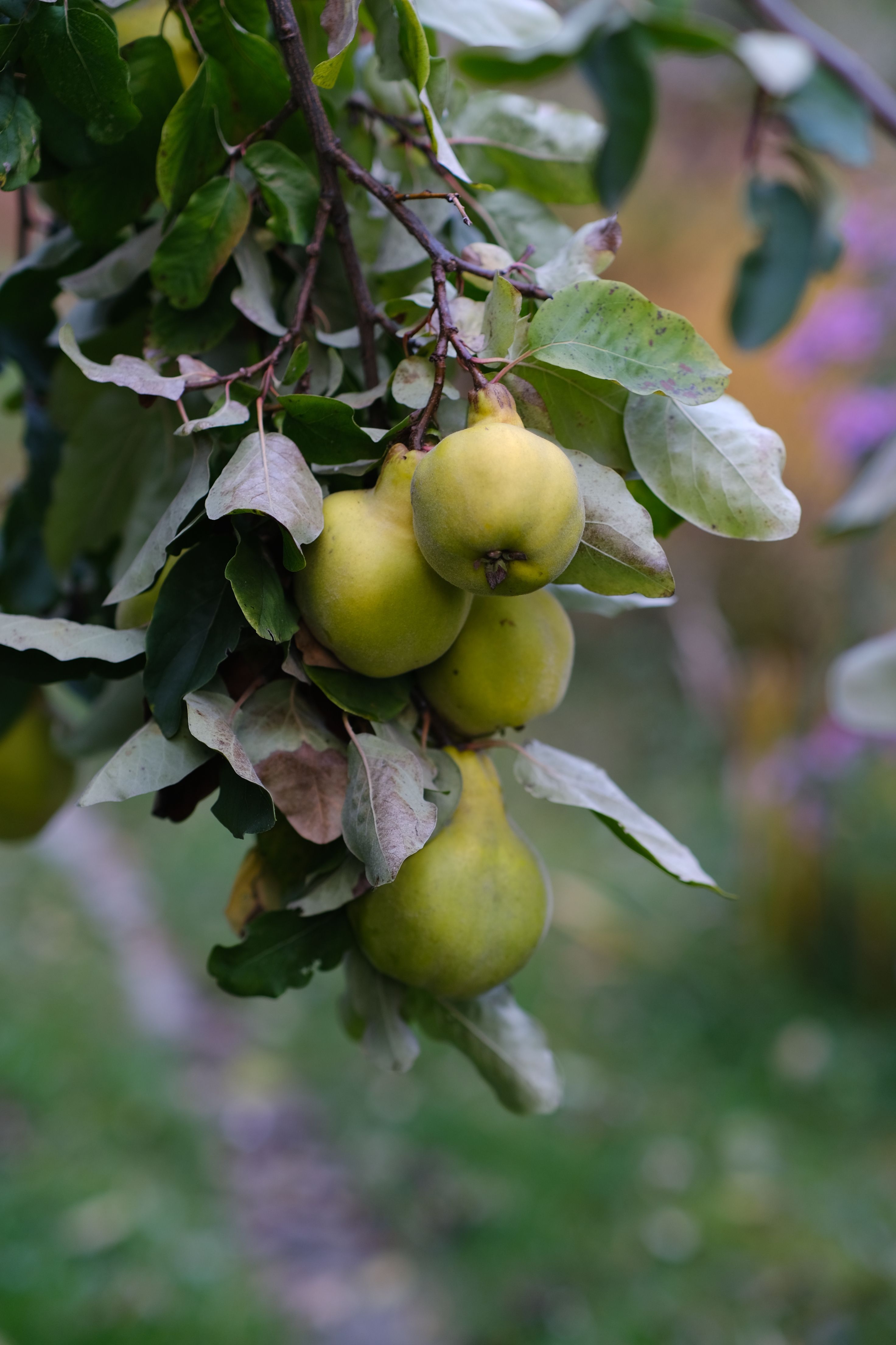 Primer Plano De Dos Membrillos Maduros En La Rama De Un árbol · Foto de ...