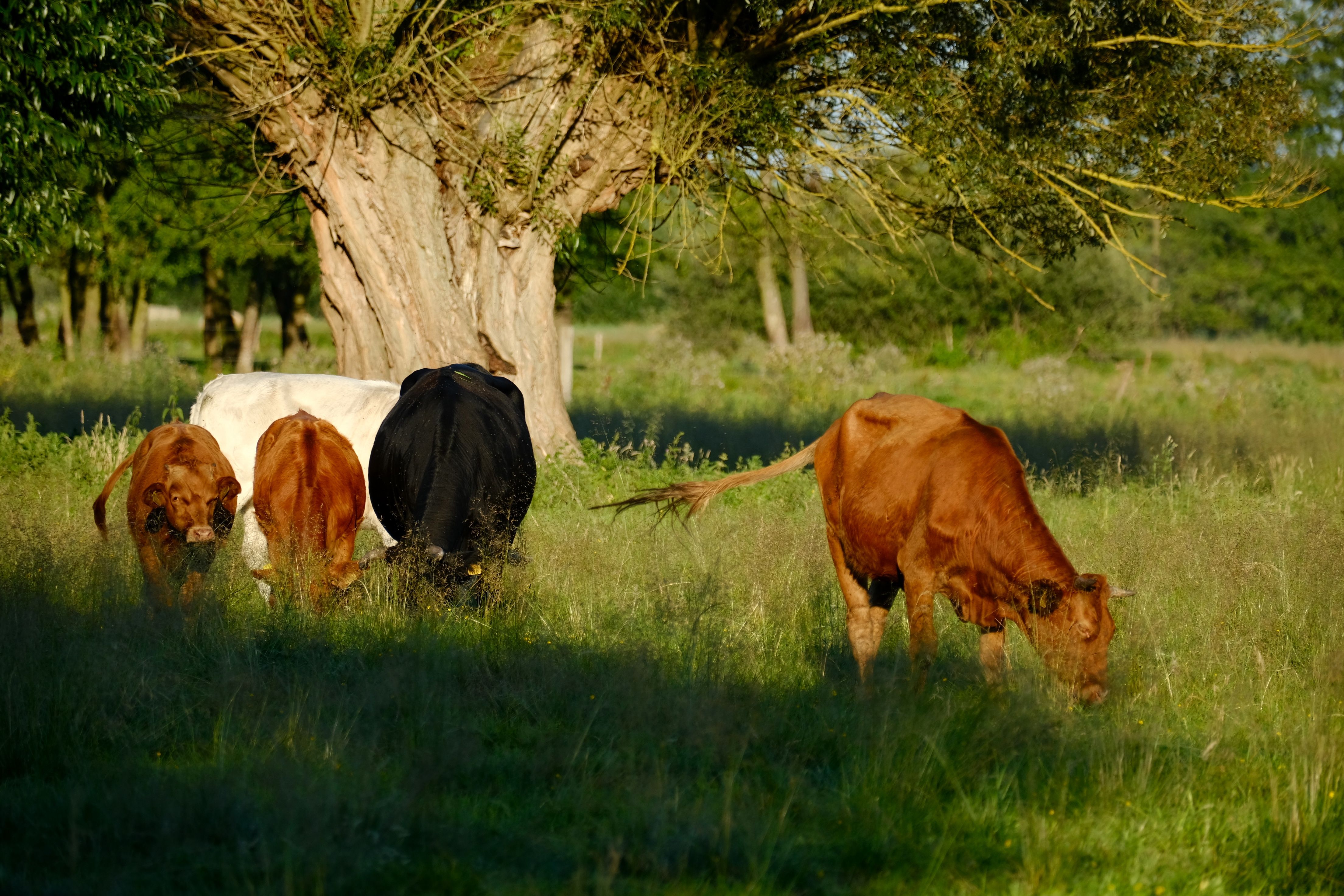 Cows Grazing in Sunlit Summer Pasture · Free Stock Photo