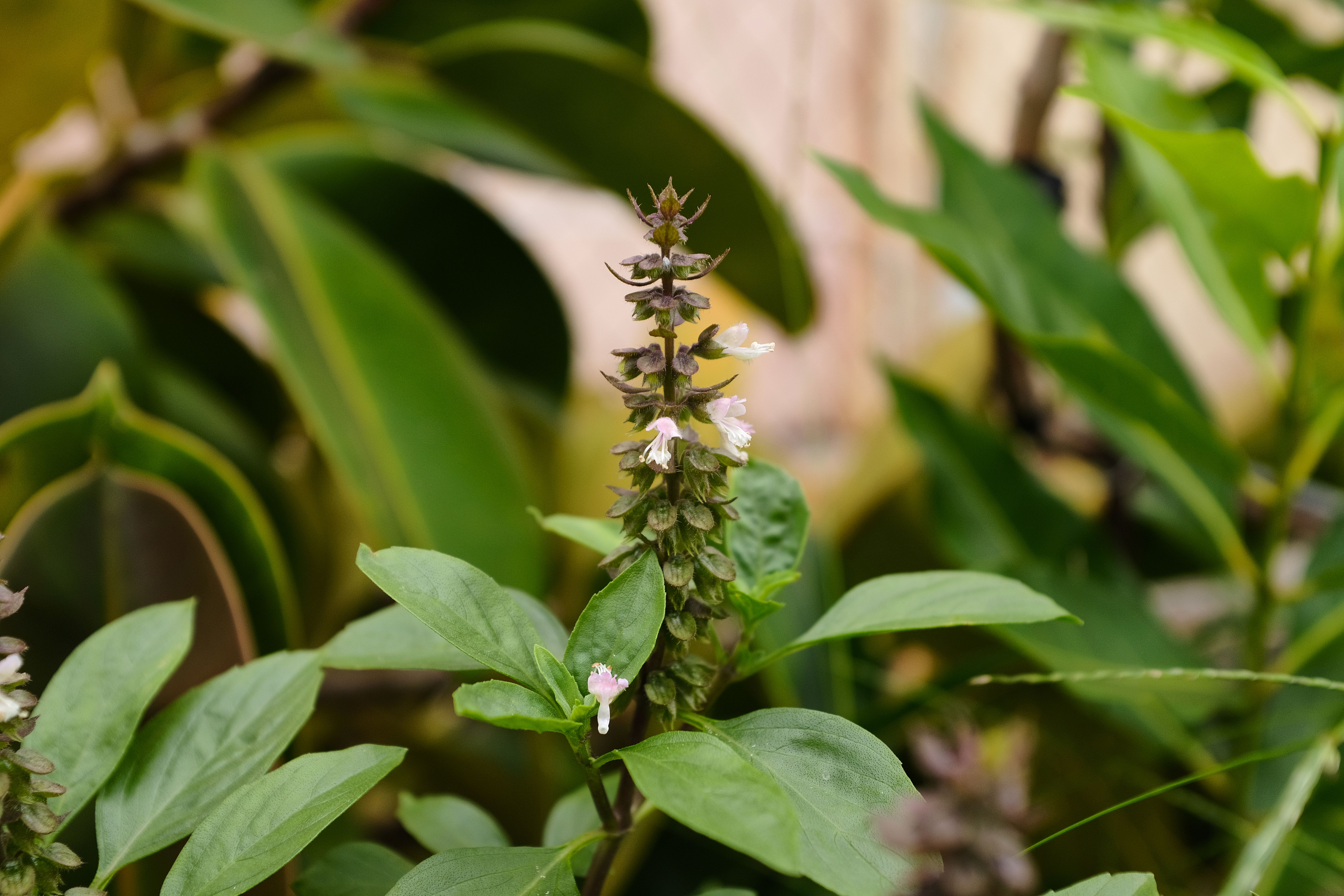 Close-up of Fresh Basil Plant in Vietnamese Garden · Free Stock Photo
